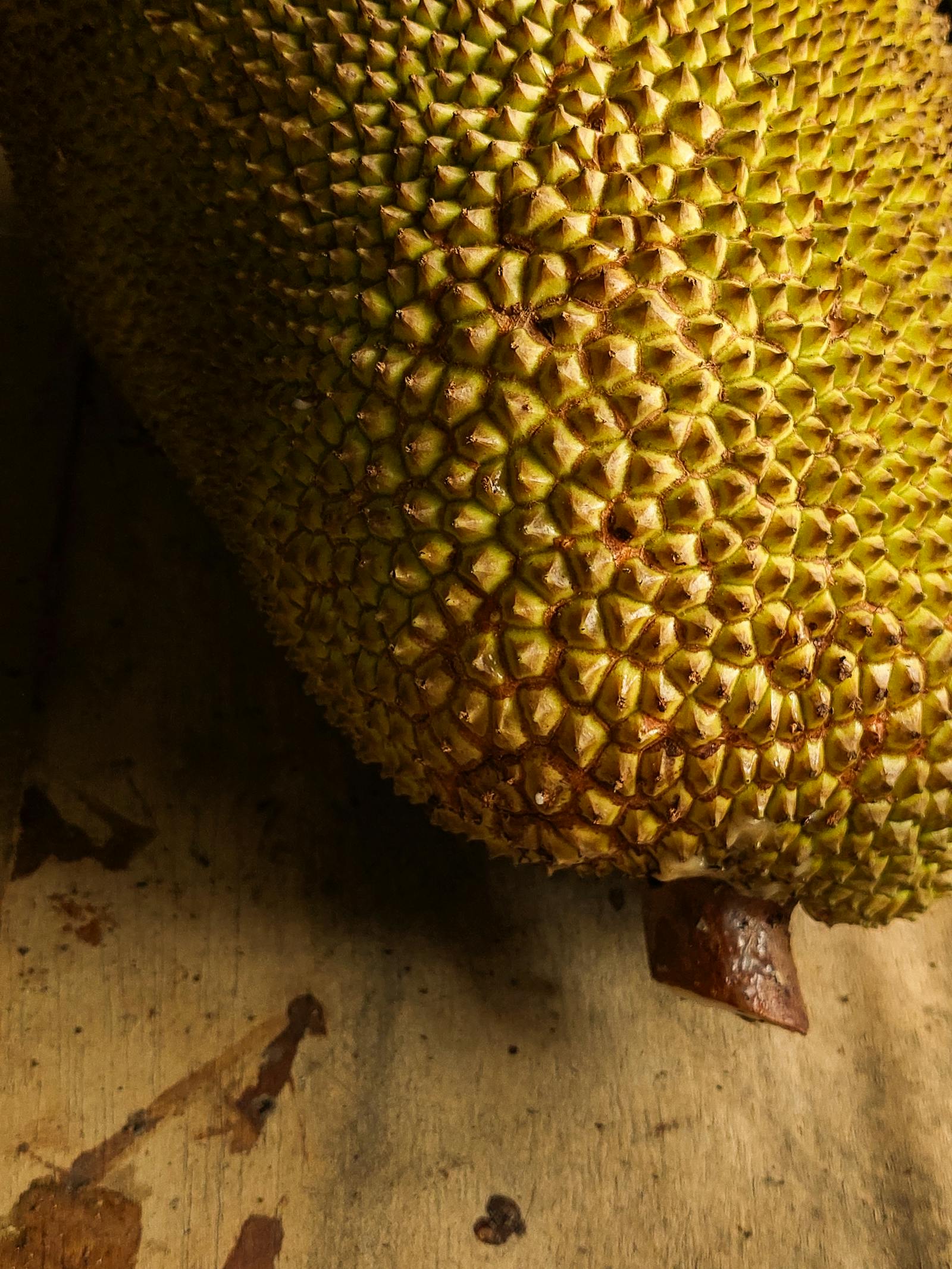 Jackfruit Photos, Download The BEST Free Jackfruit Stock Photos & HD Images
