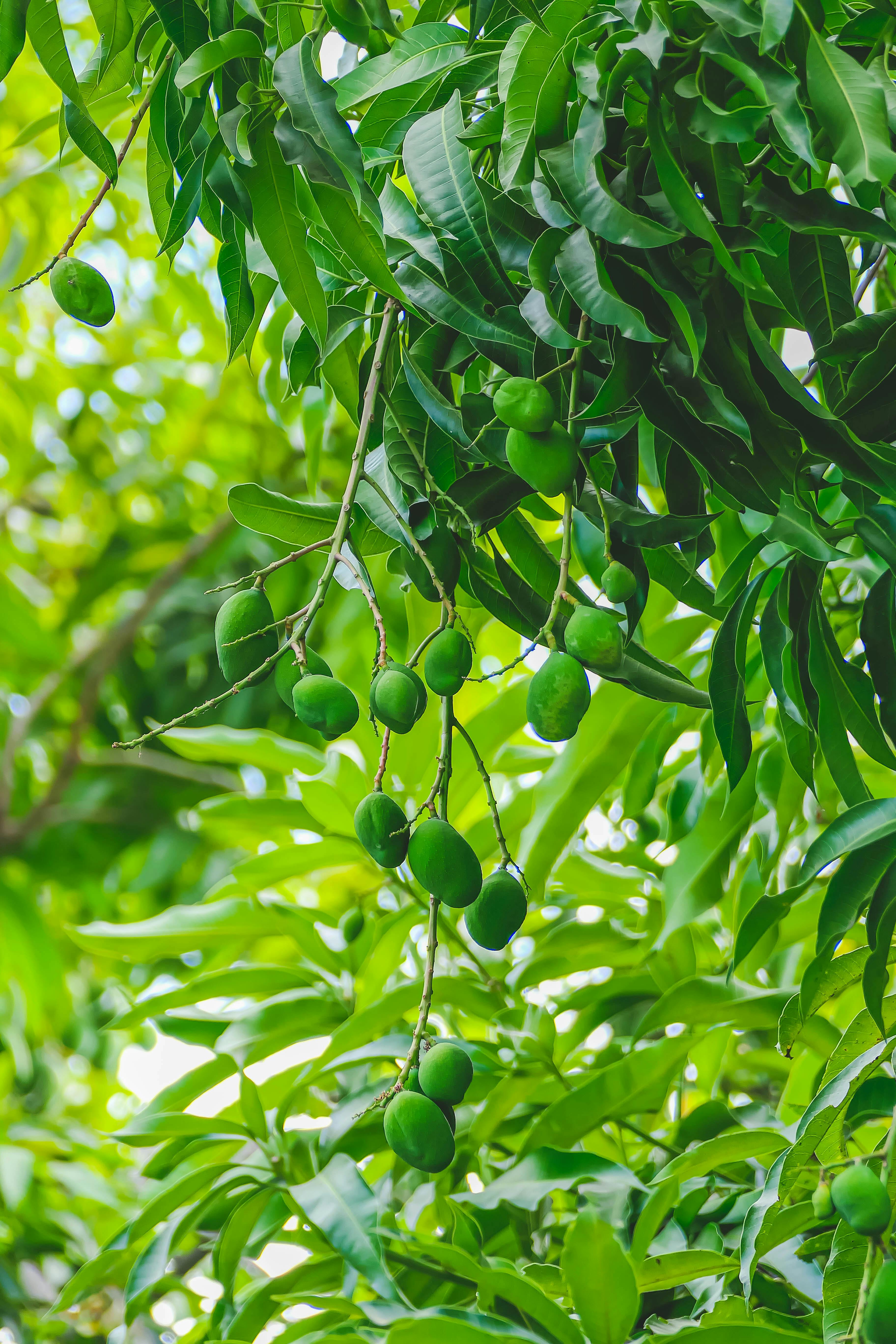 Mango Branches Photos, Download The BEST Free Mango Branches Stock ...