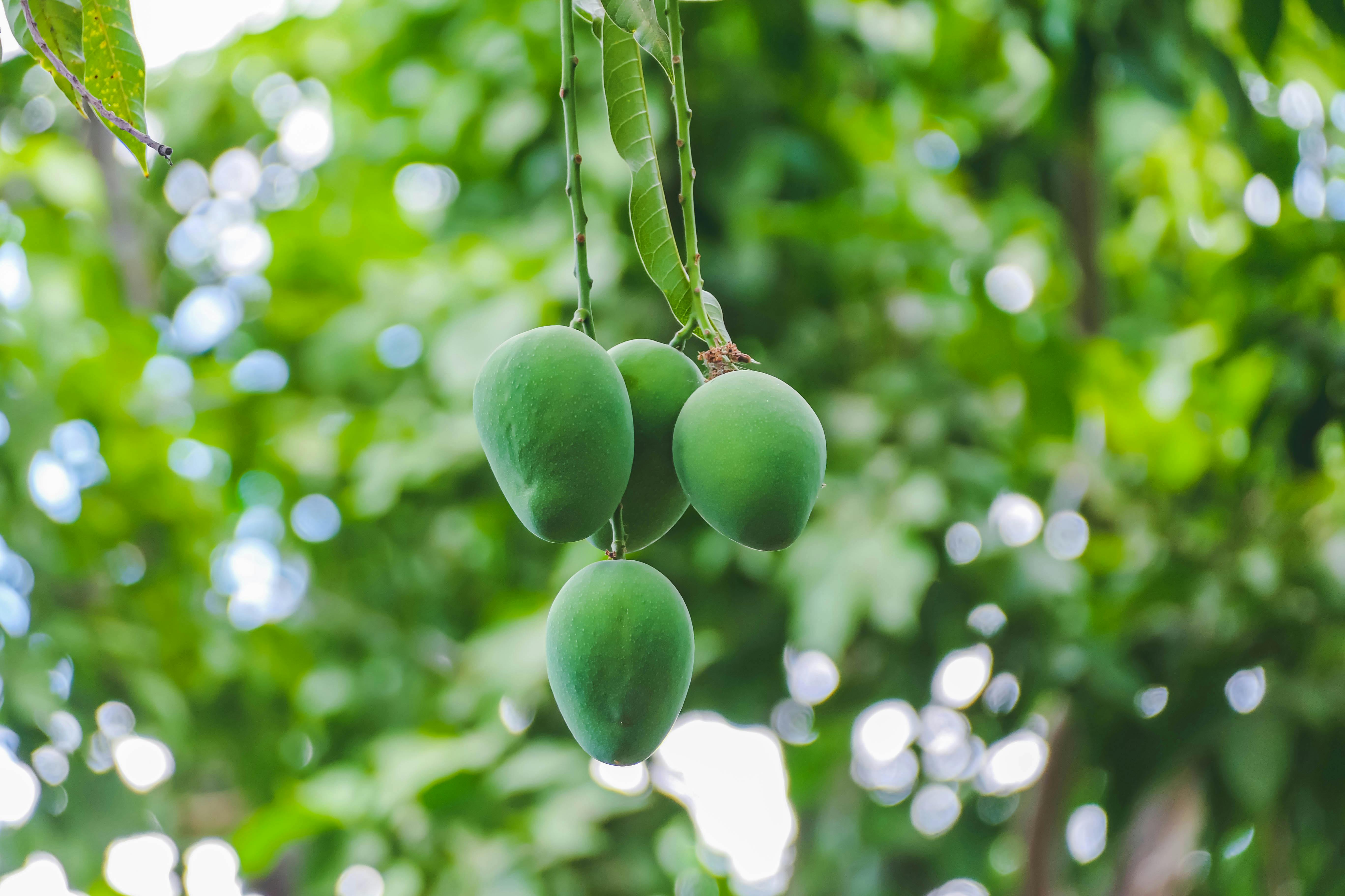 Mangos Growing in Summer · Free Stock Photo