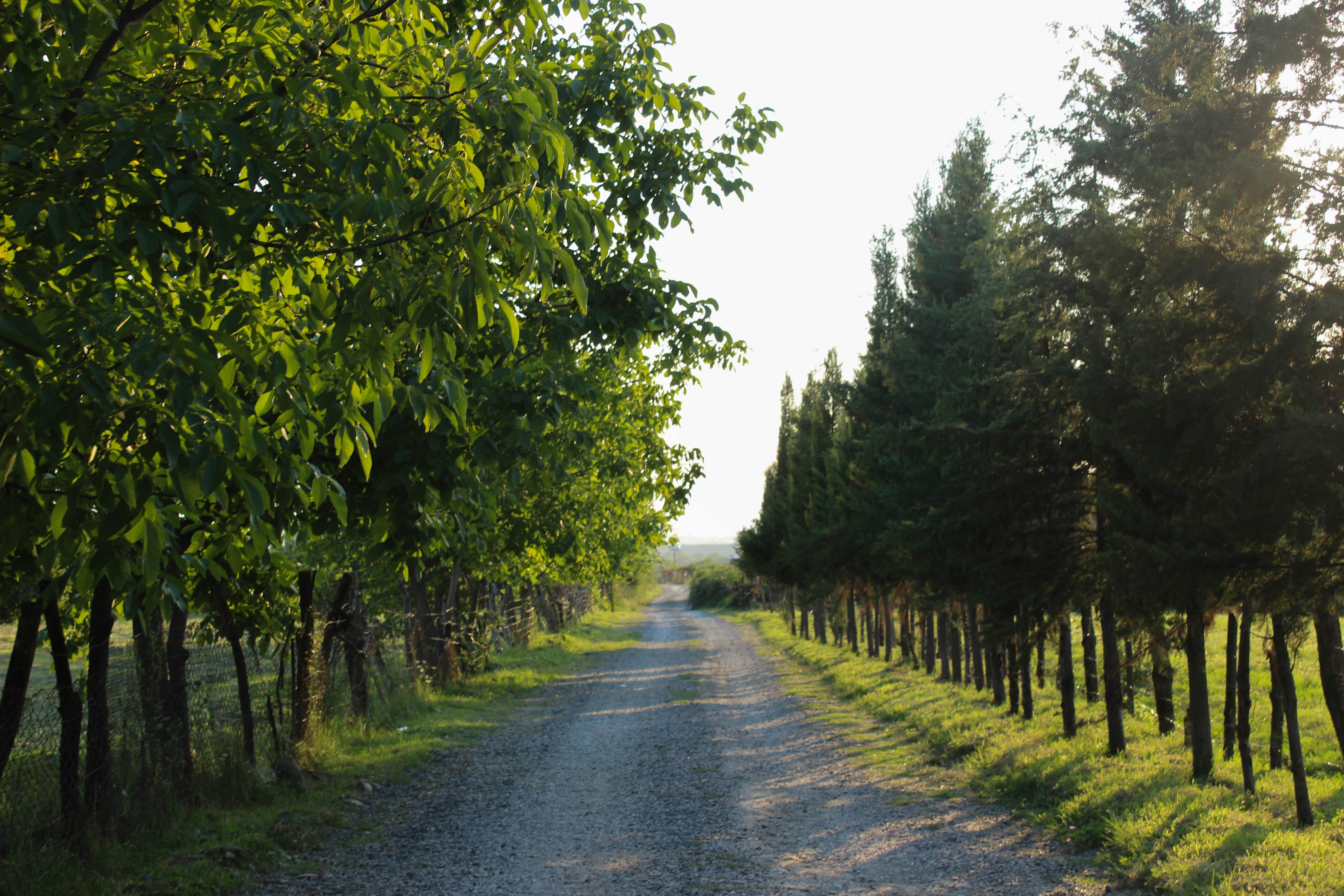 Trees along Road in Summer · Free Stock Photo