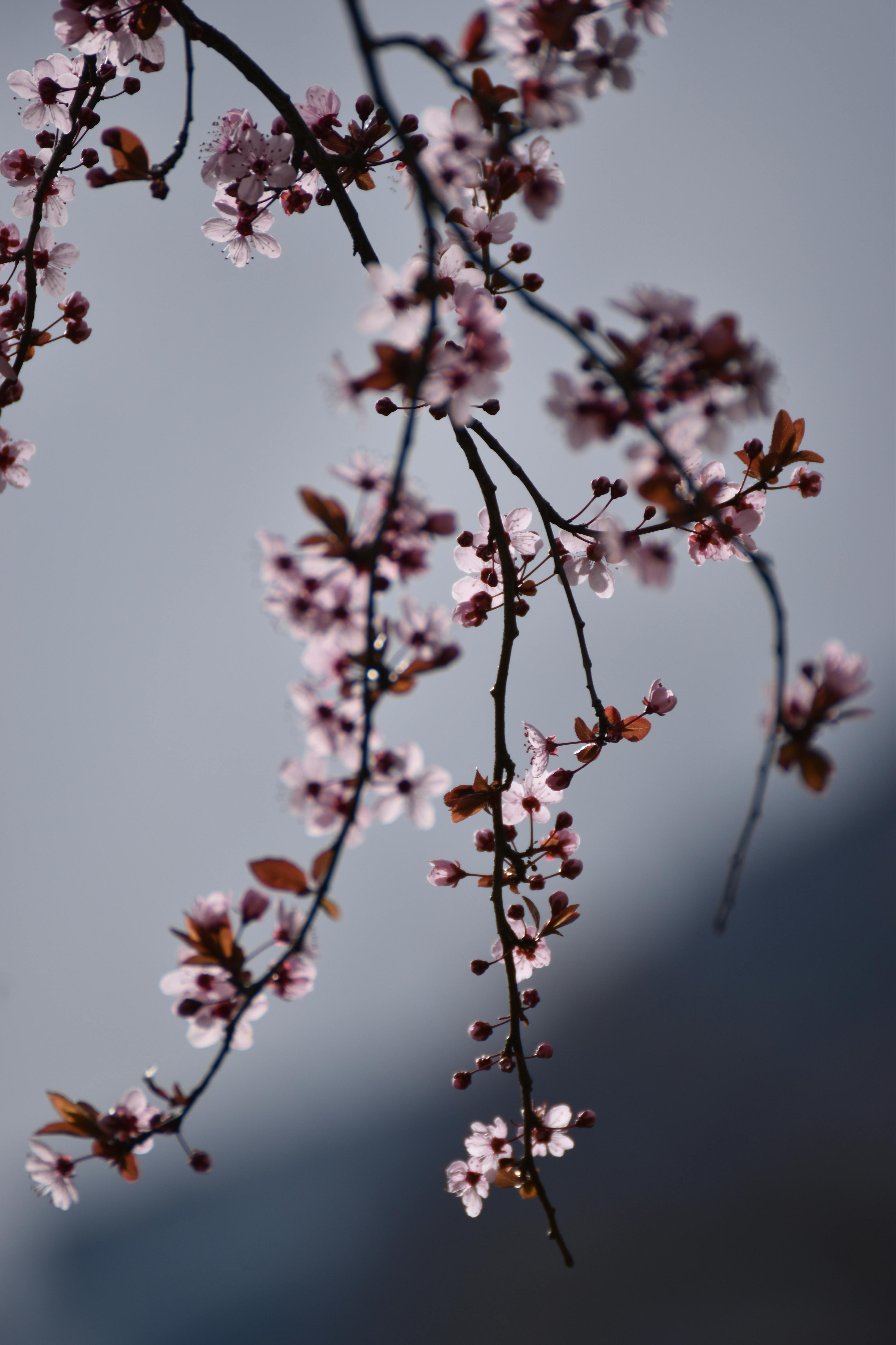 Branches with Blossoms · Free Stock Photo