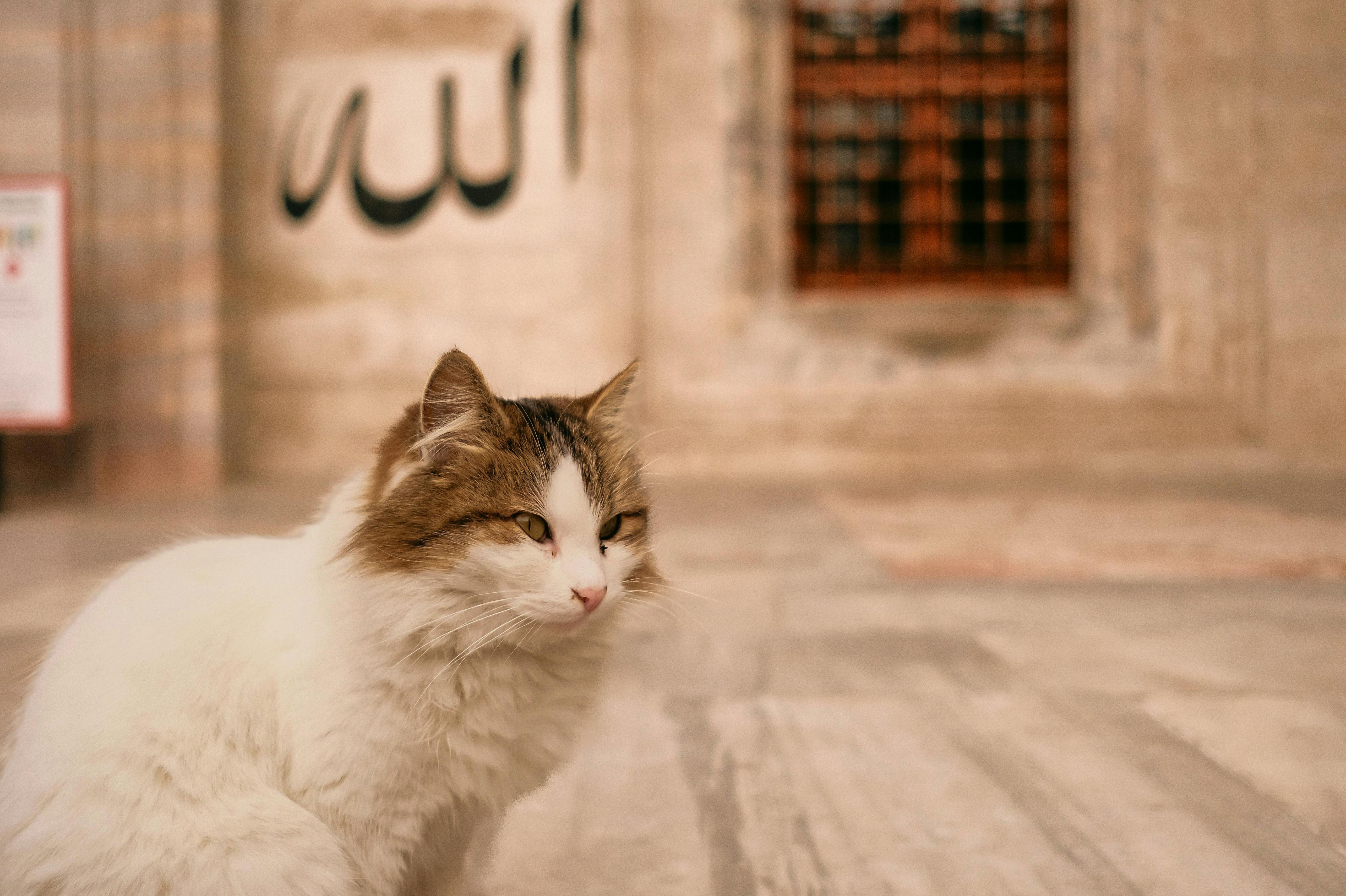 Adorable Downy Cat · Free Stock Photo