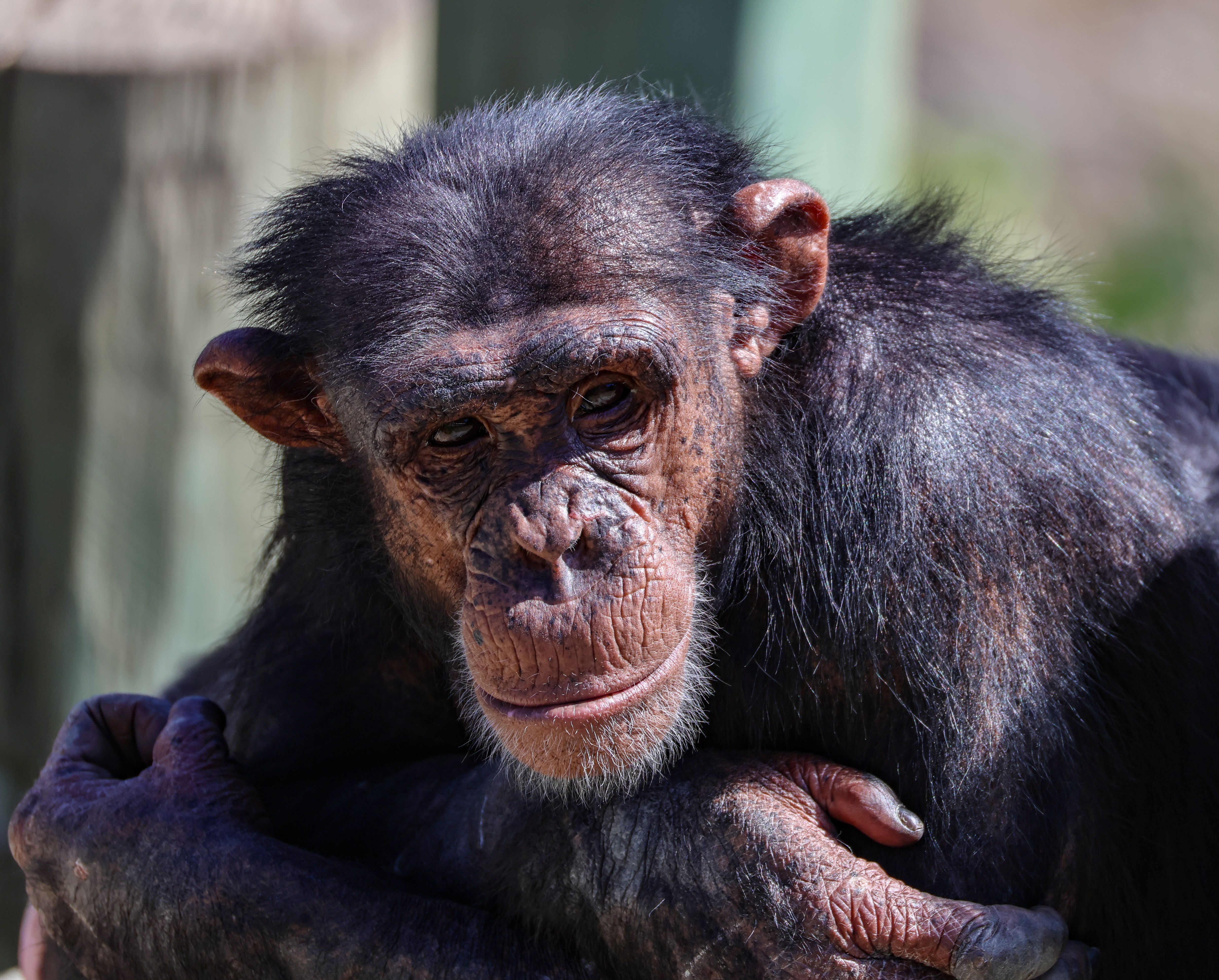 Portrait of Chimpanzee · Free Stock Photo