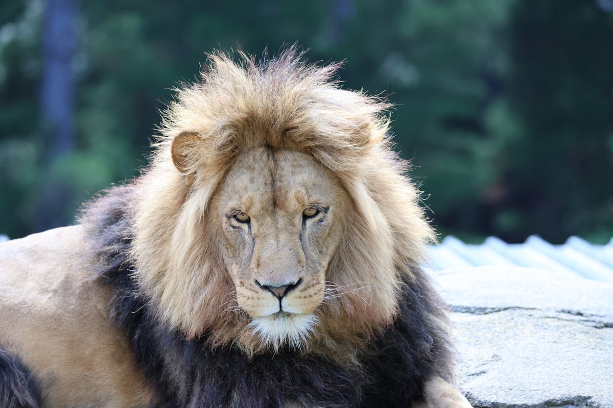 Lionness Photos, Download The BEST Free Lionness Stock Photos & HD Images