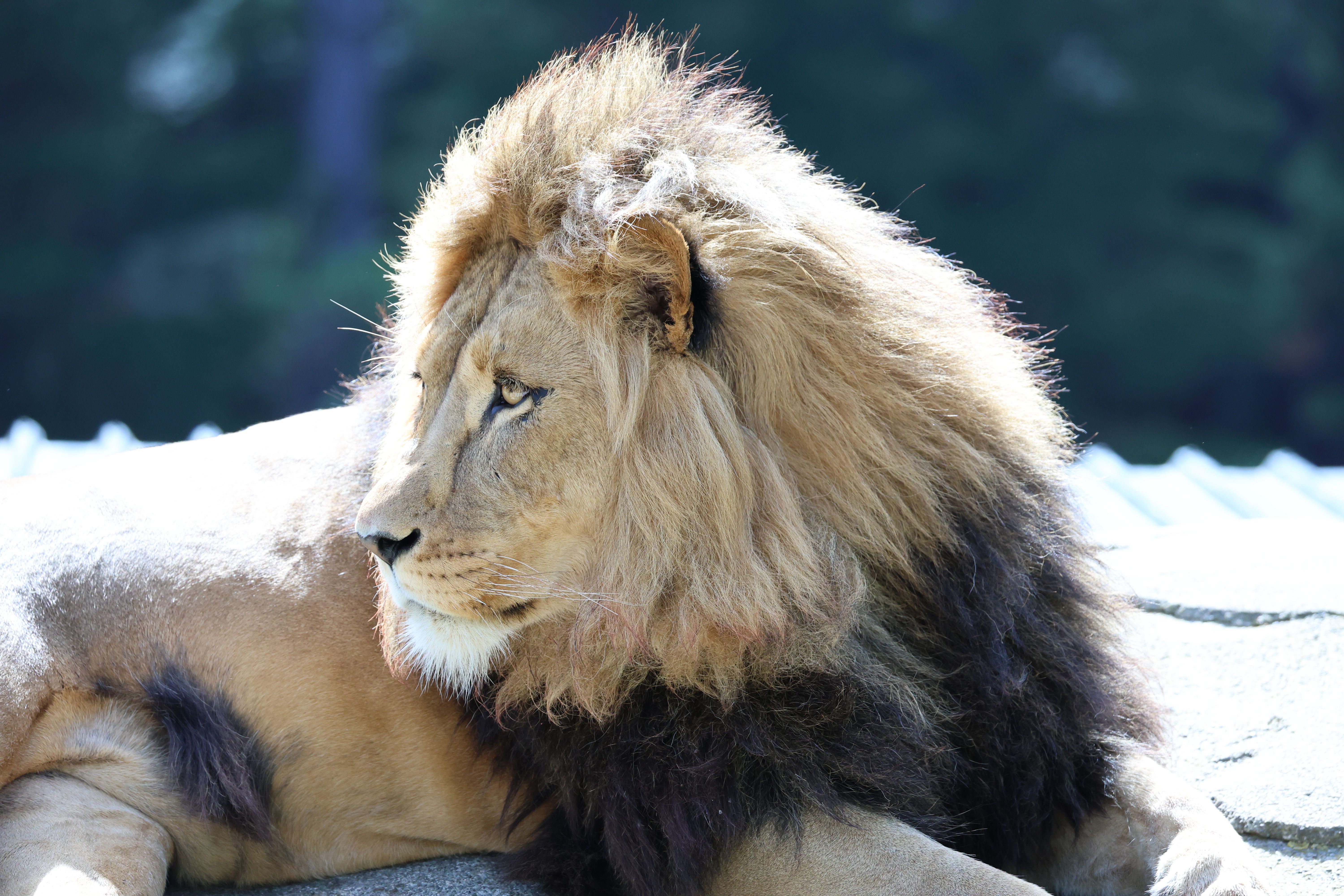 Done Lion Photos, Download The BEST Free Done Lion Stock Photos & HD Images