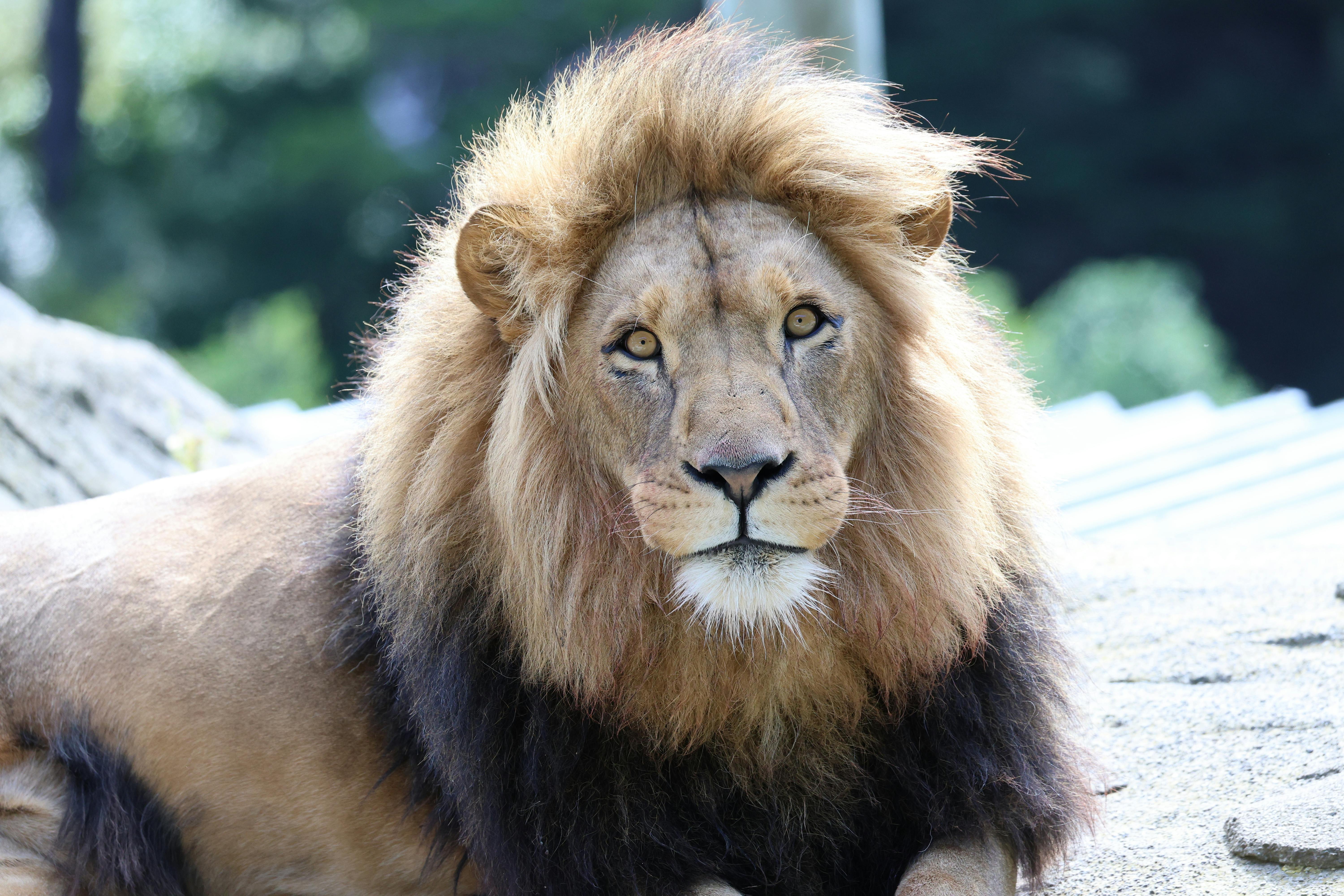 Only Lion Photos, Download The BEST Free Only Lion Stock Photos & HD Images