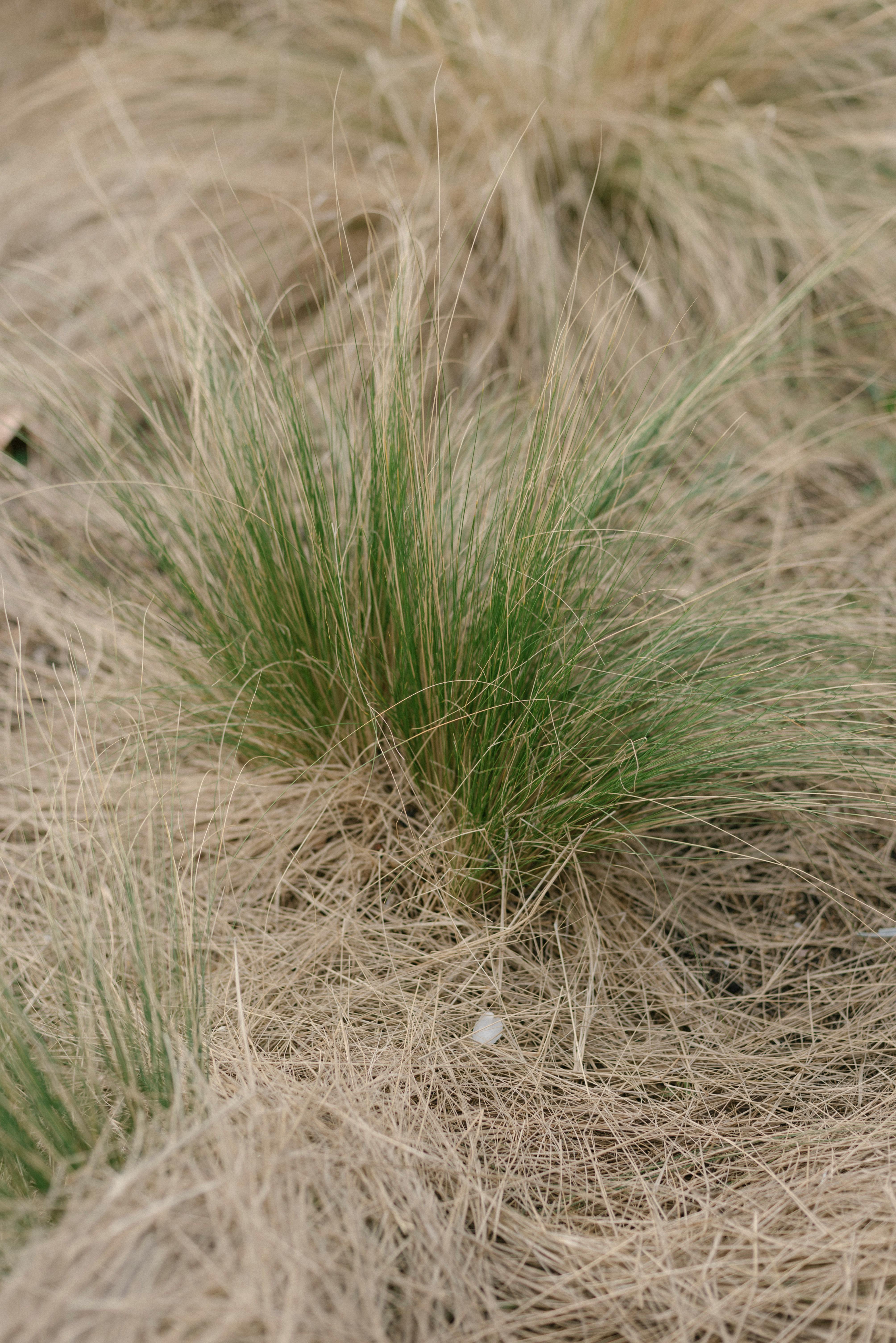 Thin Grasses on Field · Free Stock Photo
