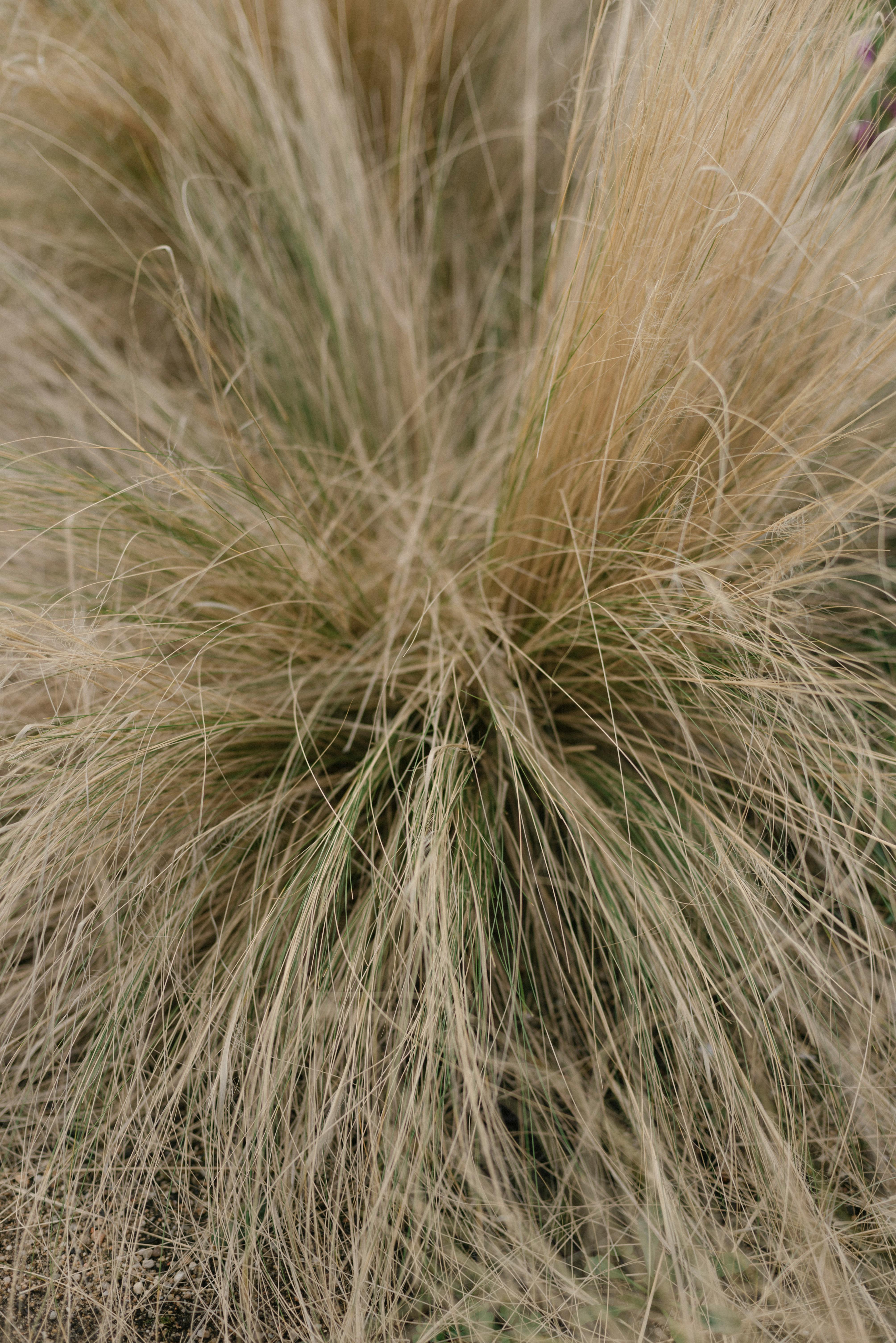 Close up of Thin Grasses · Free Stock Photo