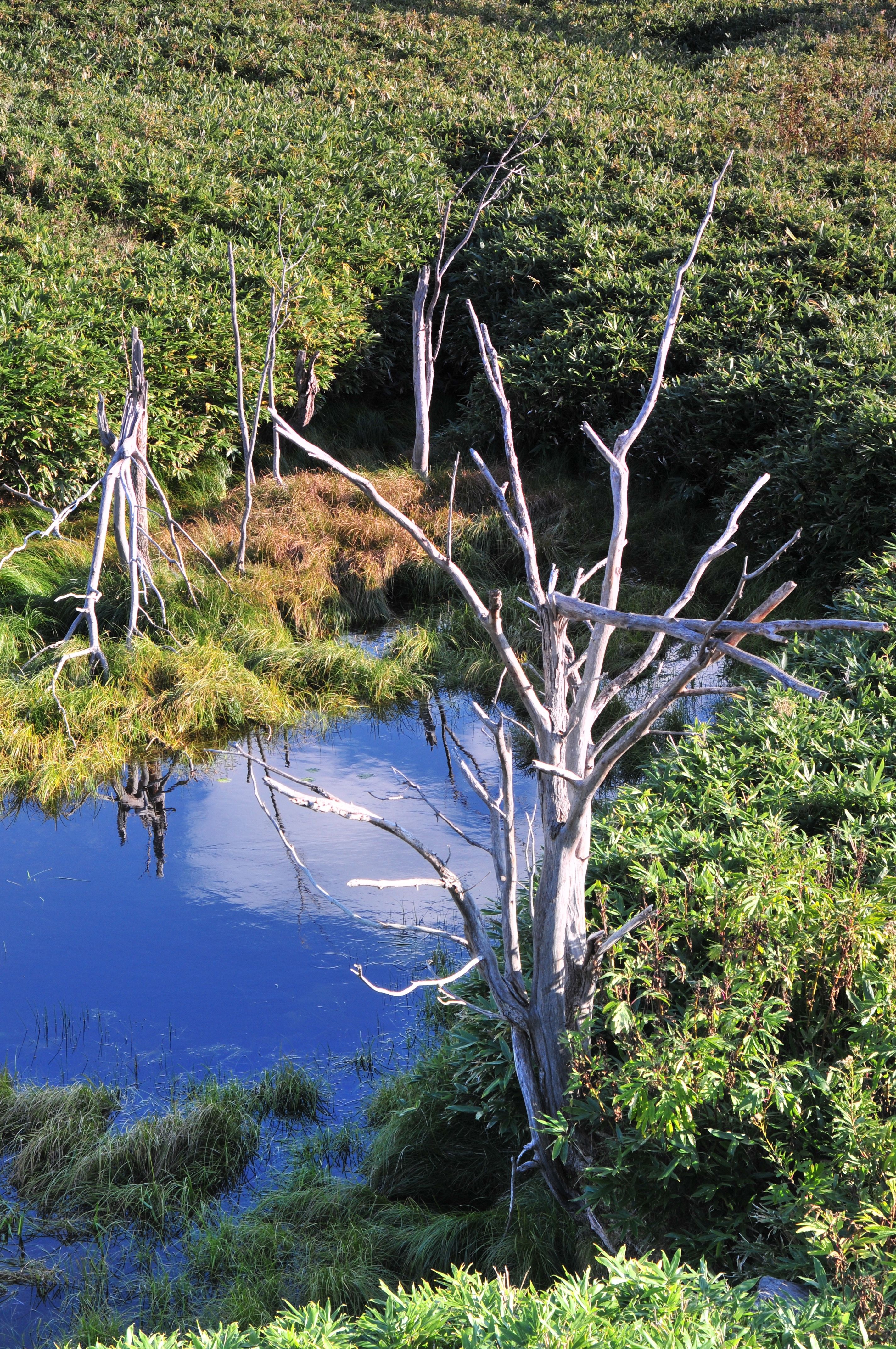 Withered Tree with Lake and Forest behind · Free Stock Photo
