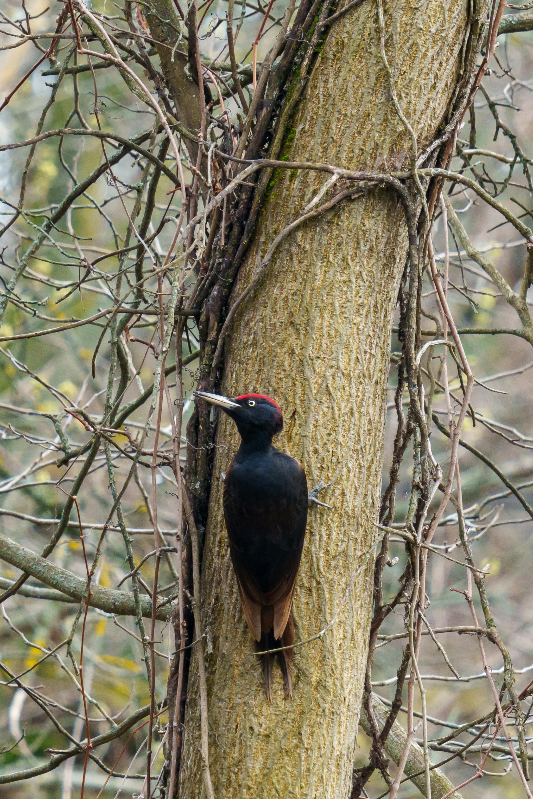 Imprints Photos, Download The BEST Free Imprints Stock Photos & HD Images