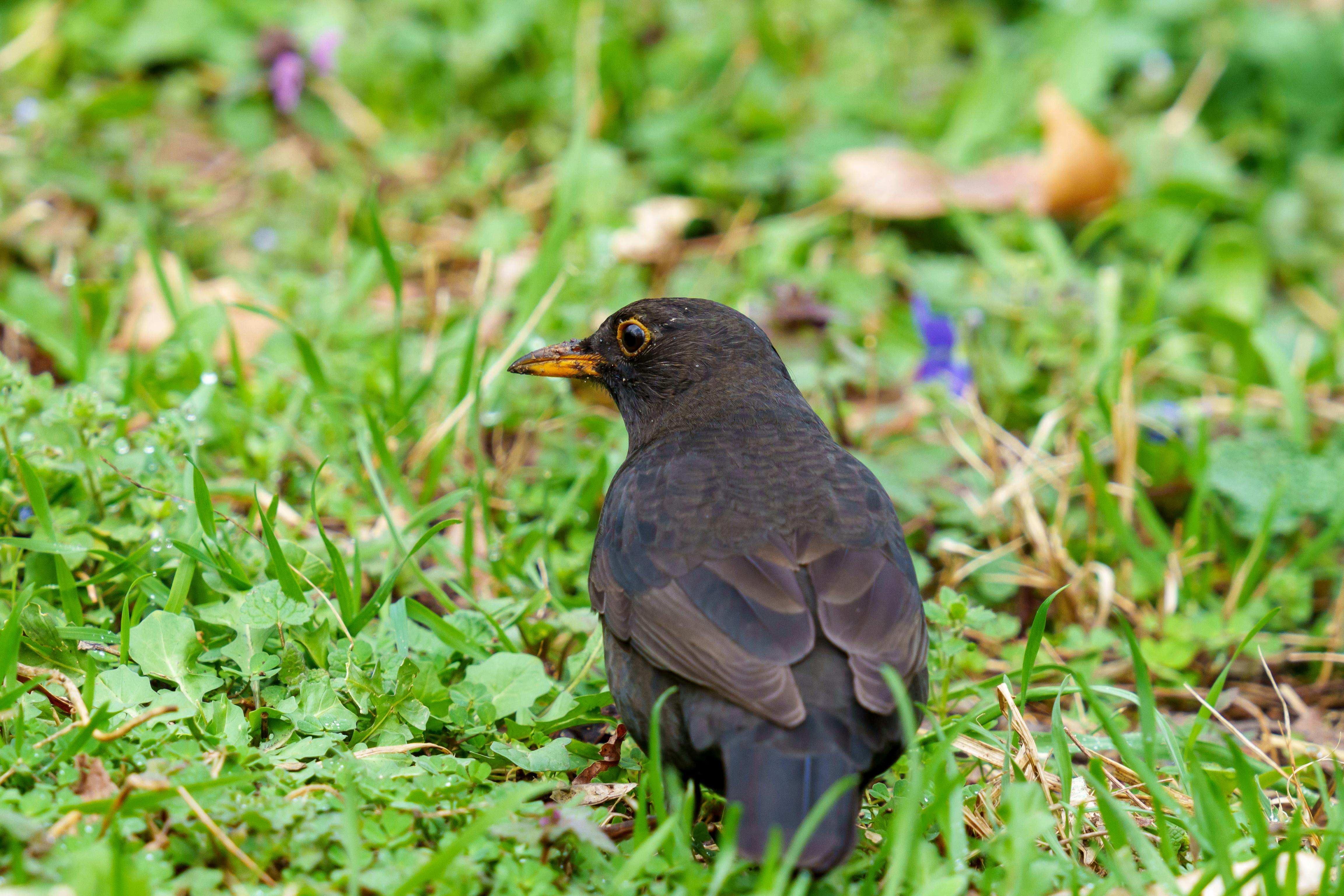 Merula Photos, Download The BEST Free Merula Stock Photos & HD Images