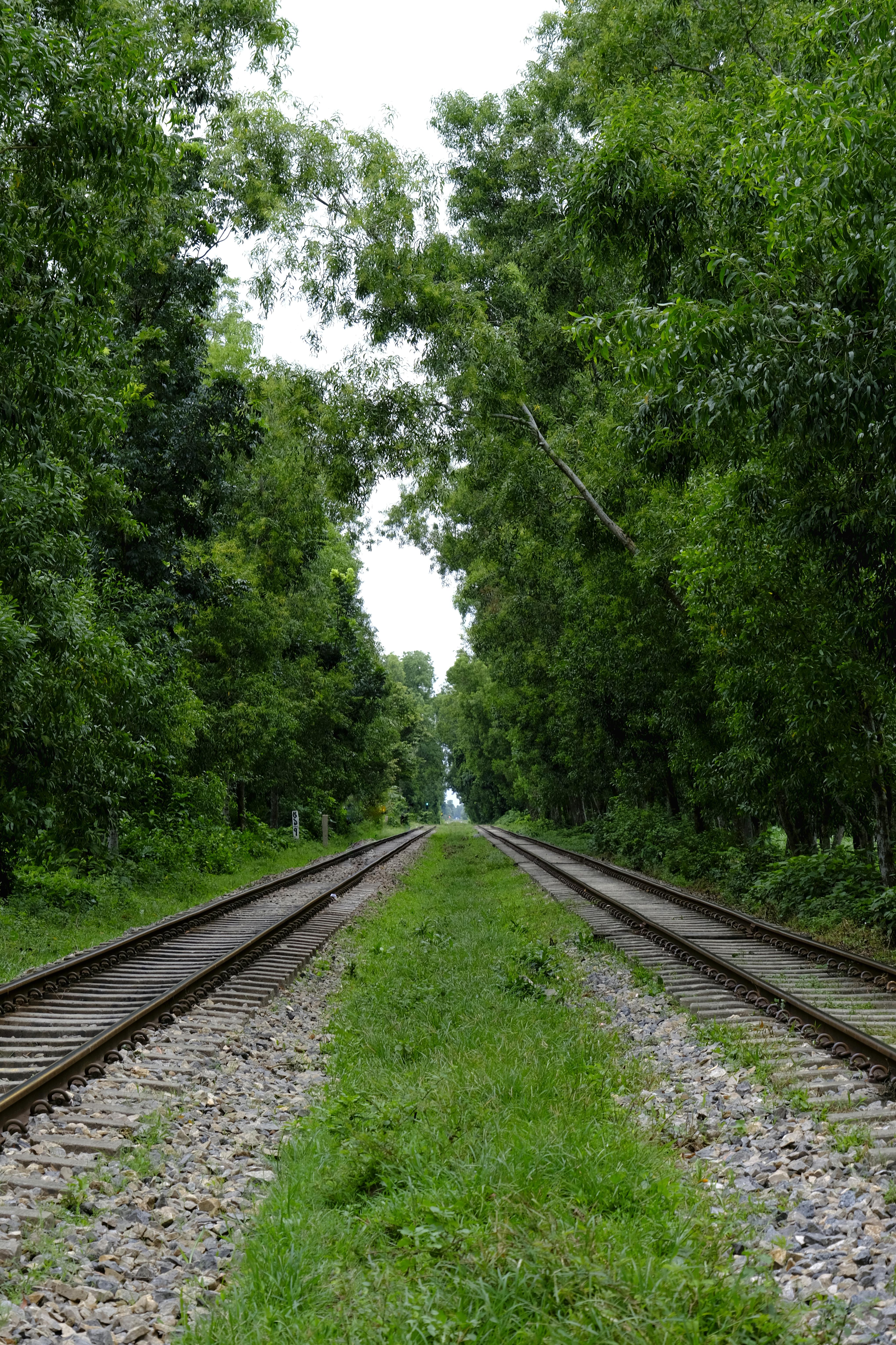 View of Empty Railway between Green Trees · Free Stock Photo