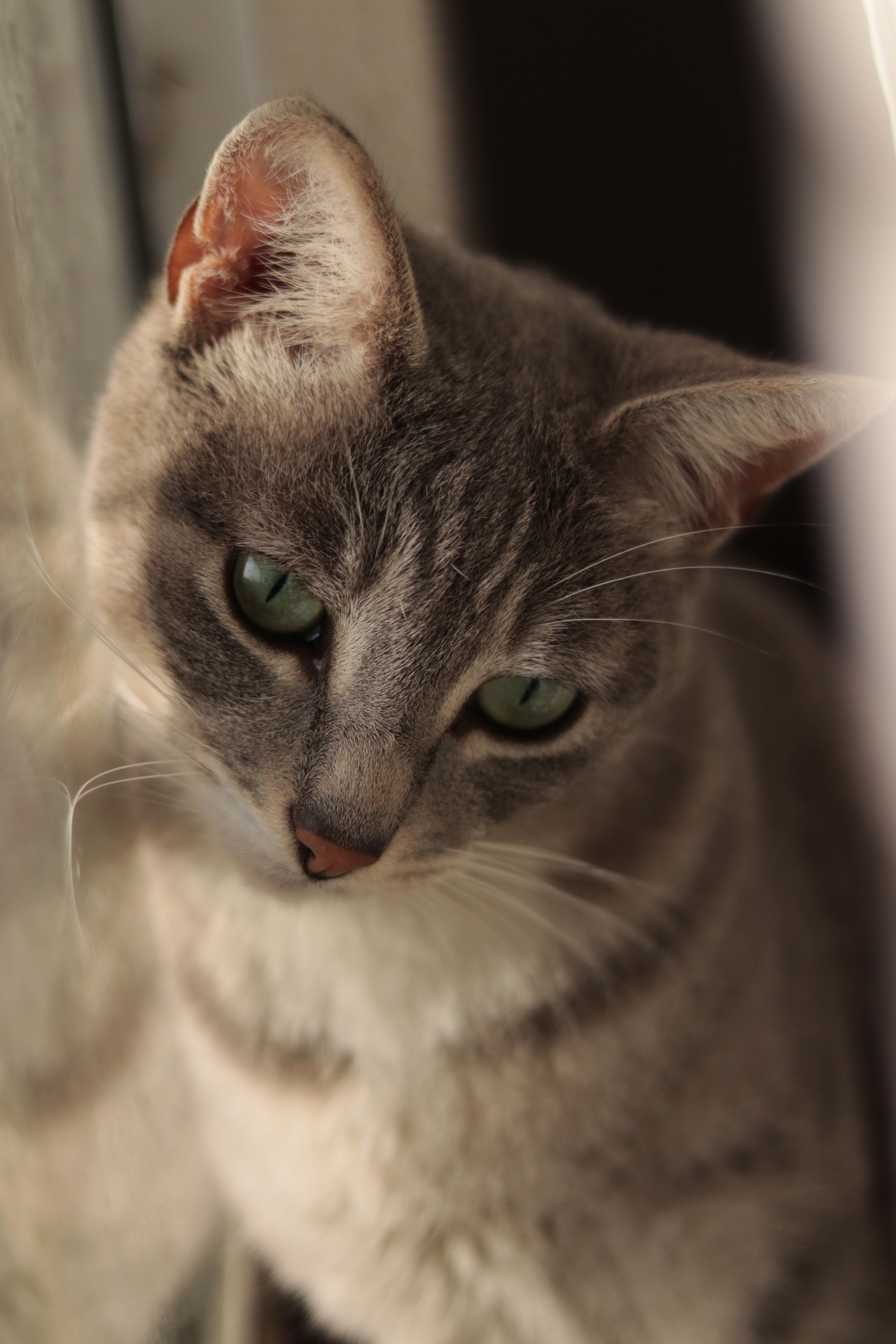 4k Funny Cat Wallpaper Photos, Download The BEST Free 4k Funny Cat ...