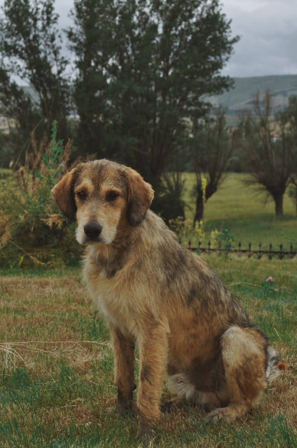 Dog In Field Photos, Download The BEST Free Dog In Field Stock Photos ...