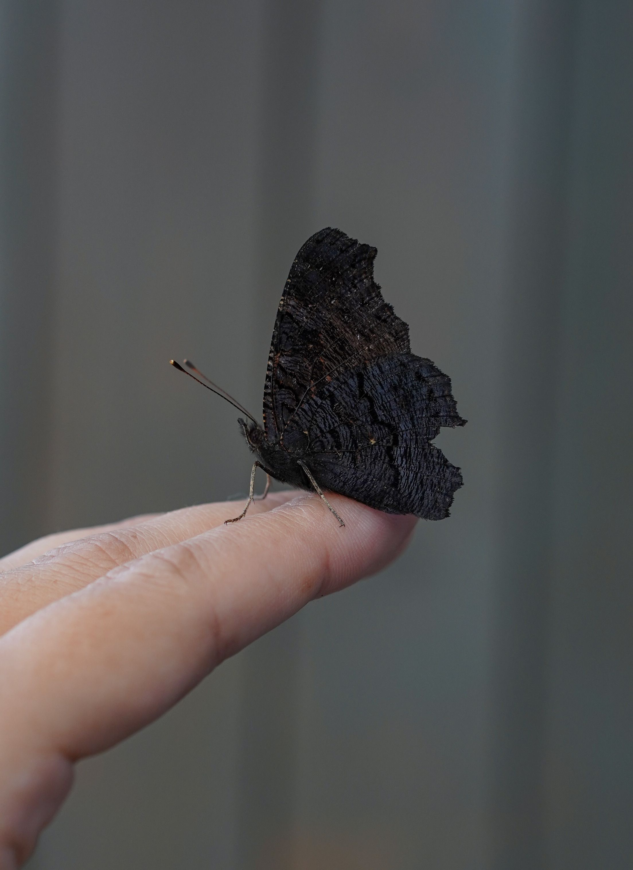 Butterfly And Human Photos, Download The BEST Free Butterfly And Human ...