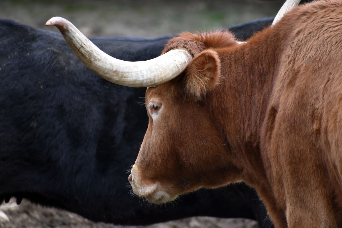 Cow Images Photos, Download The BEST Free Cow Images Stock Photos & HD ...