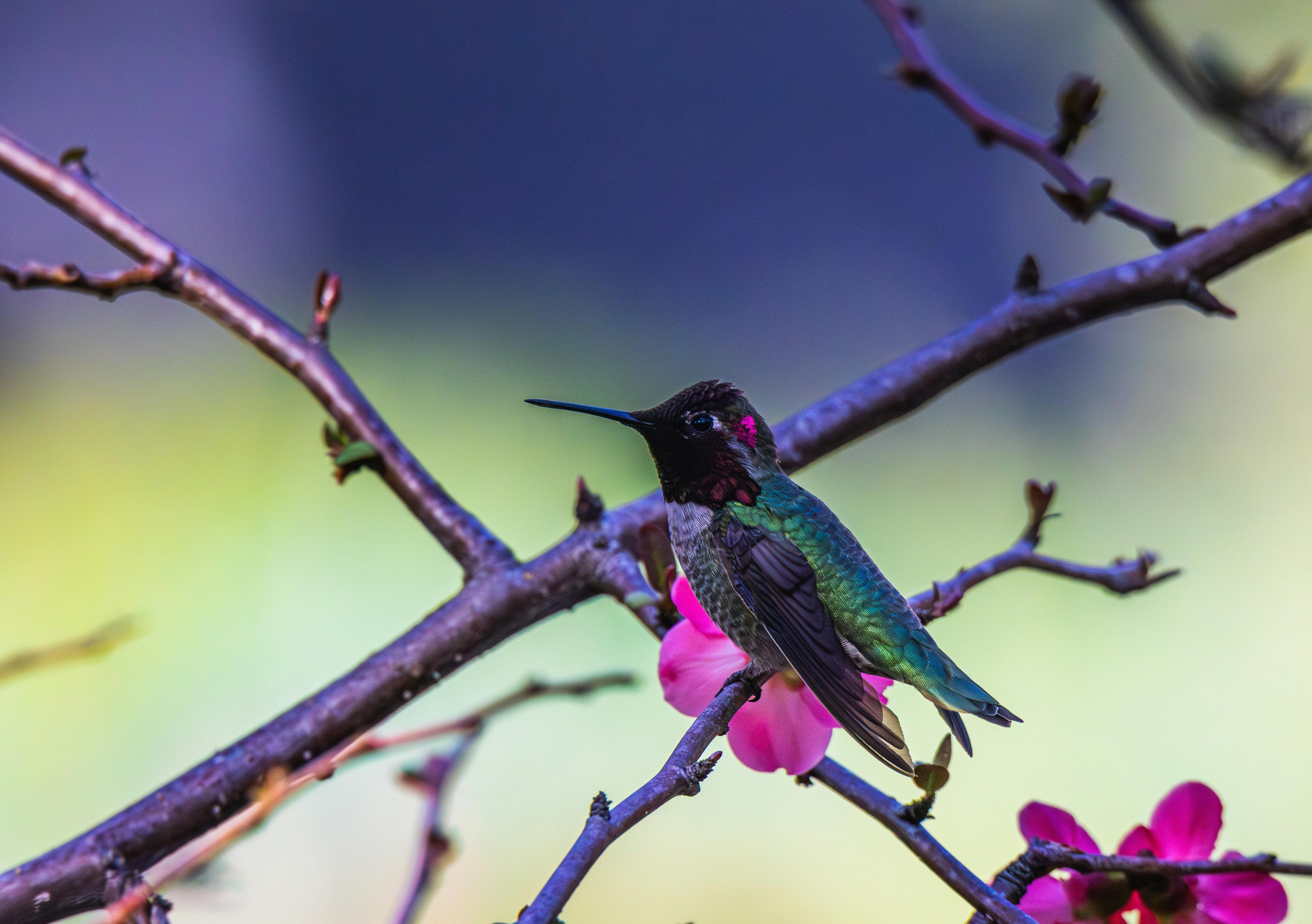 Close-up of a Hummingbird Sitting on a Tree Branch with Pink Flowers ...
