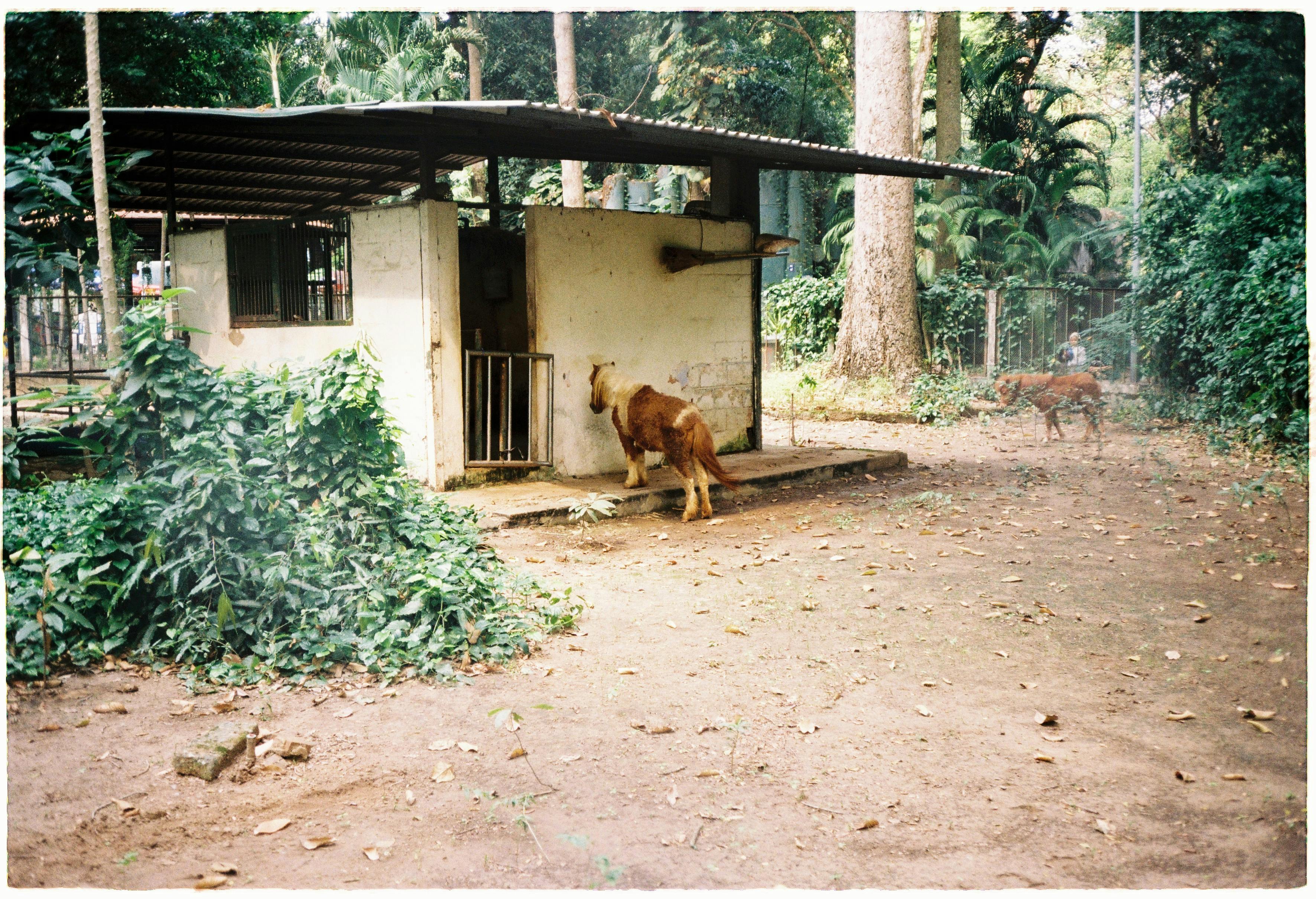 View of Animals in an Enclosure in a Zoo · Free Stock Photo