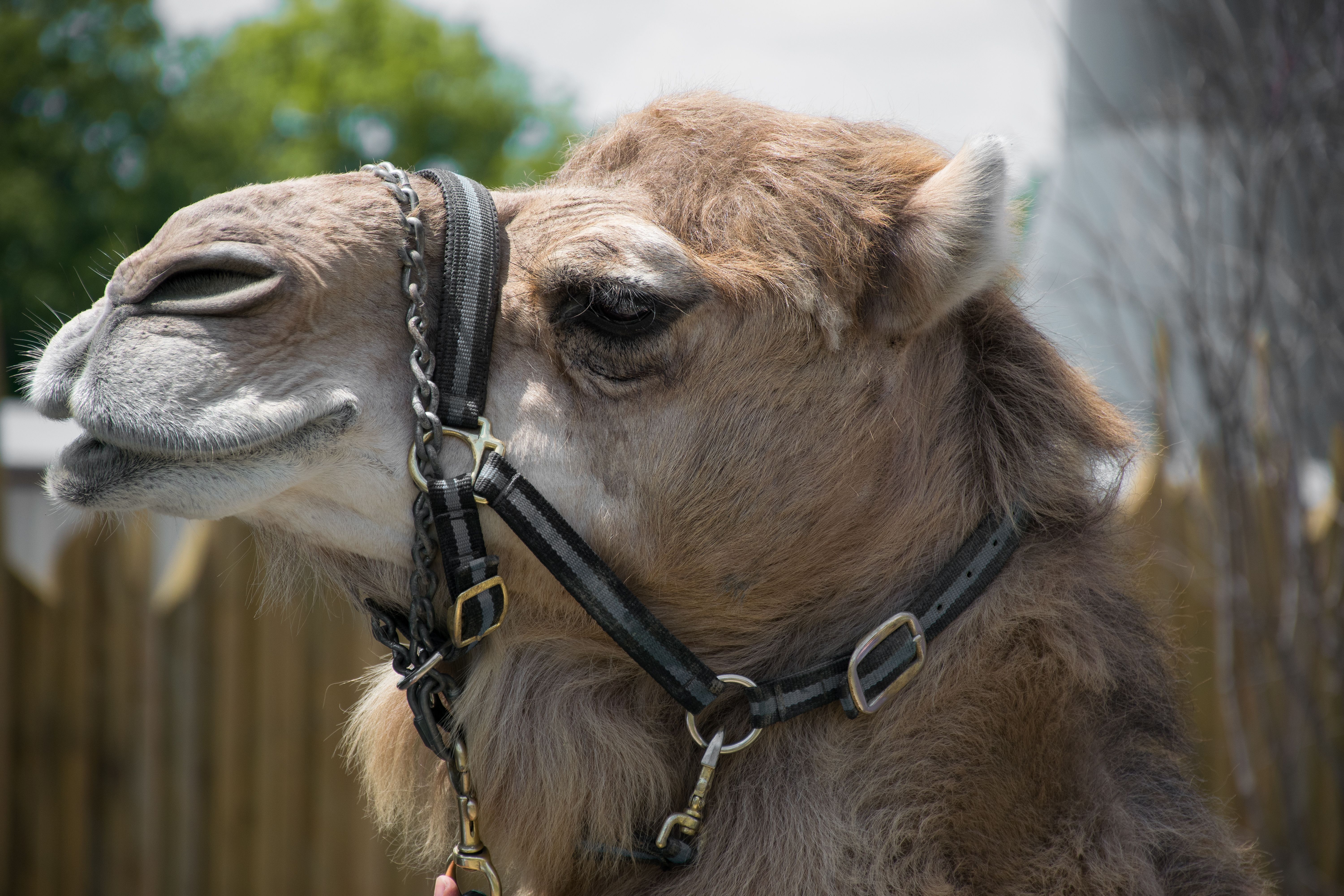 Portrait of Camel · Free Stock Photo