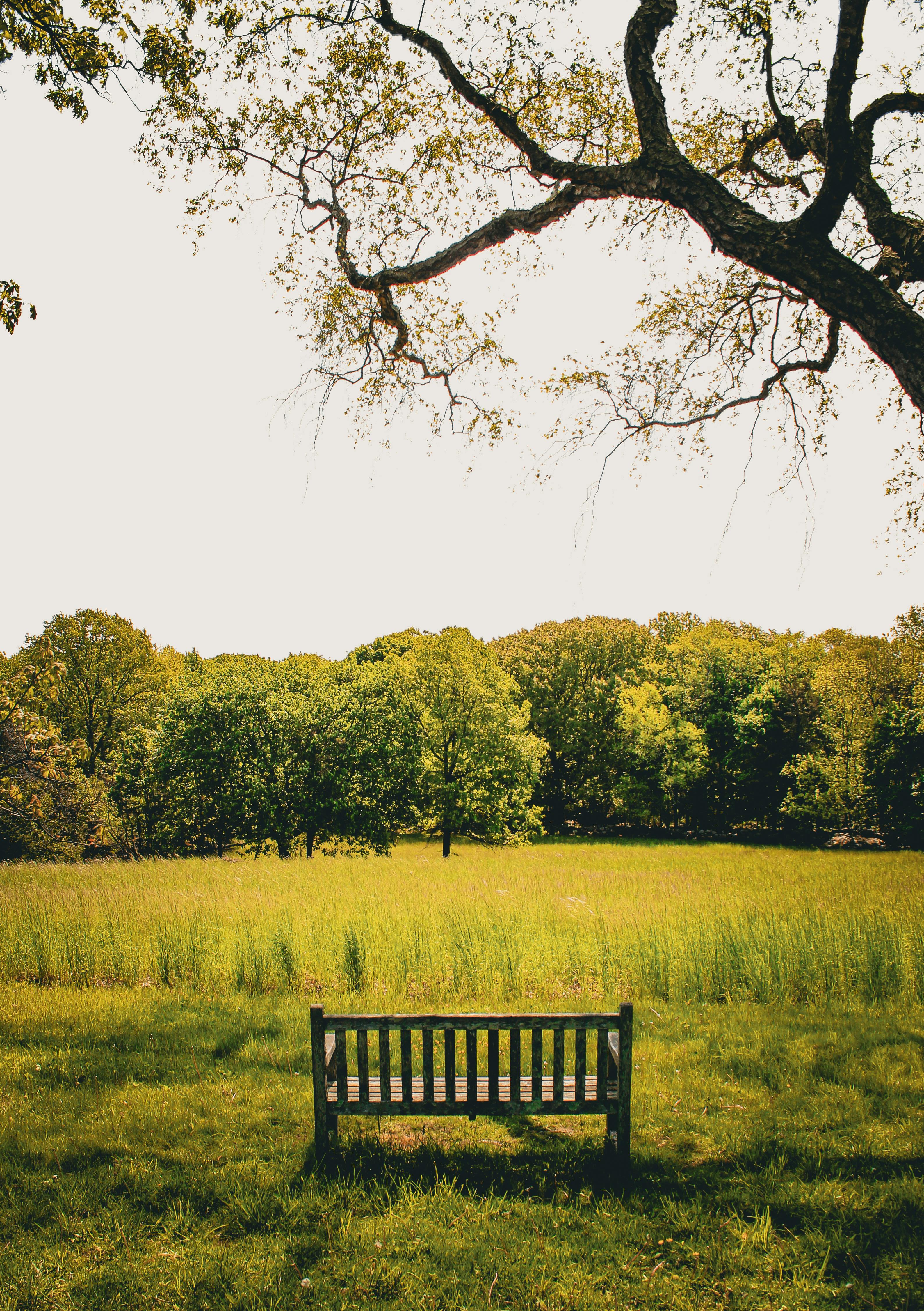 Brown Bench Beside Tree · Free Stock Photo
