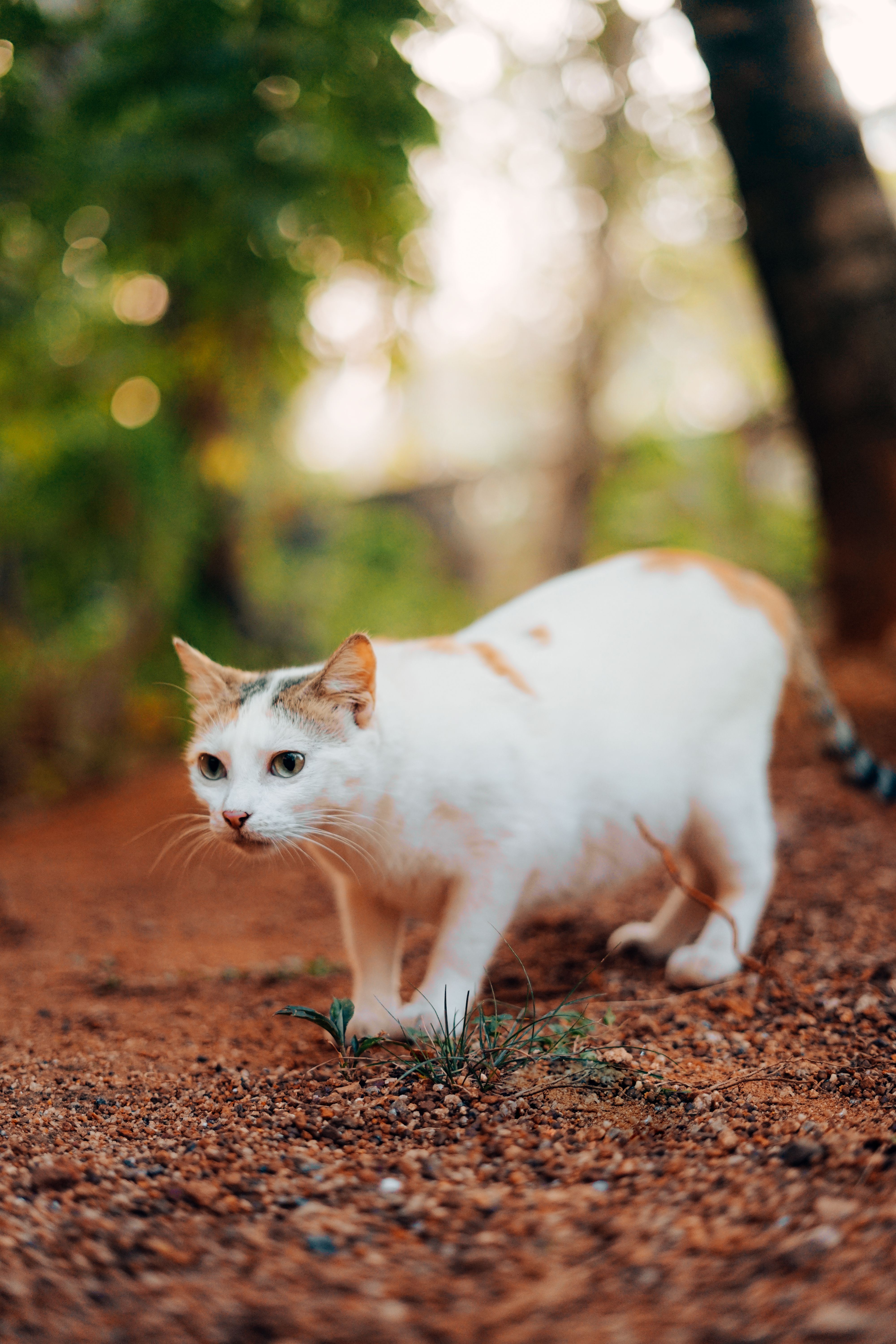 Photo of a Domestic Cat Standing Outside · Free Stock Photo