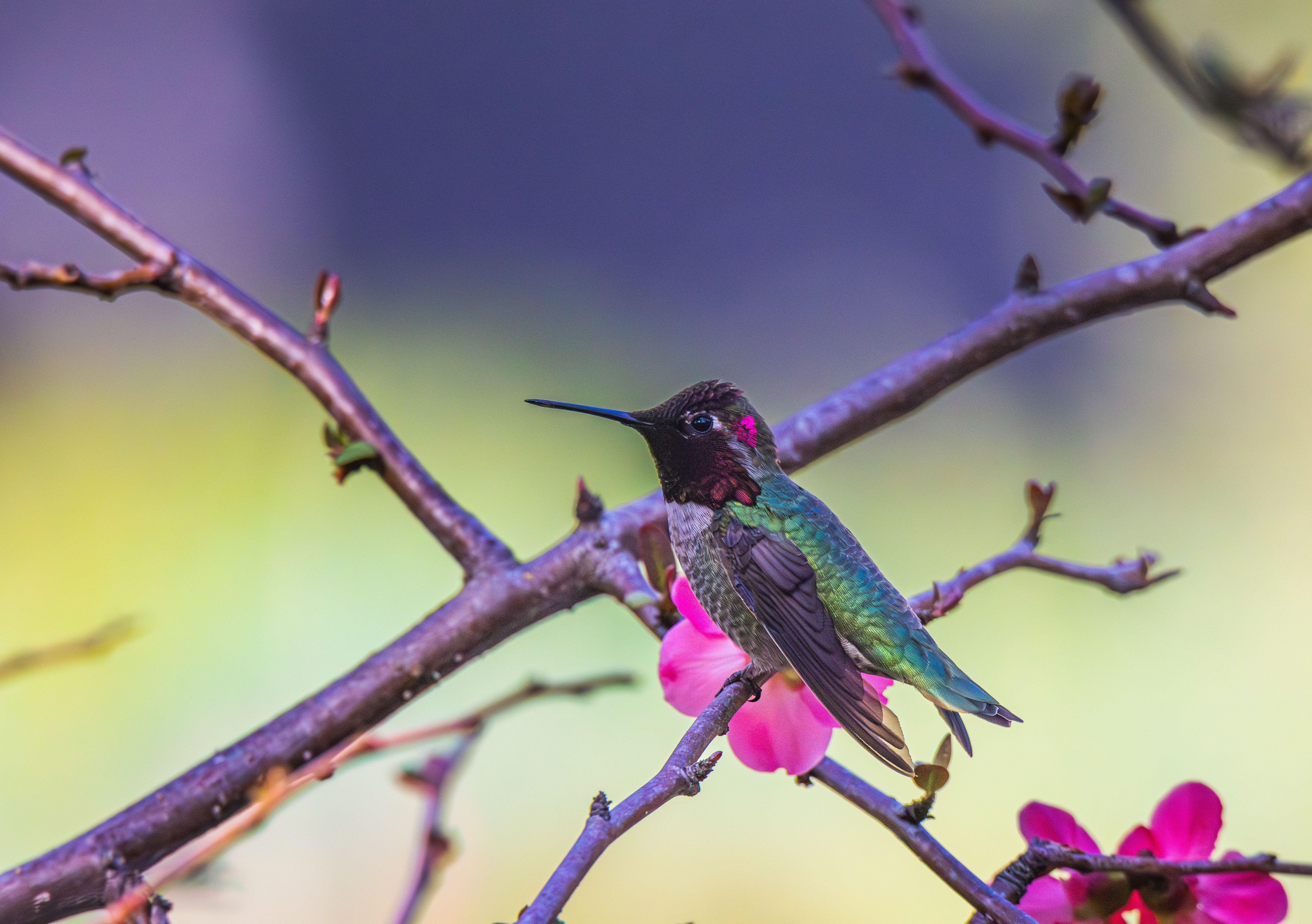 Close-up of a Hummingbird · Free Stock Photo