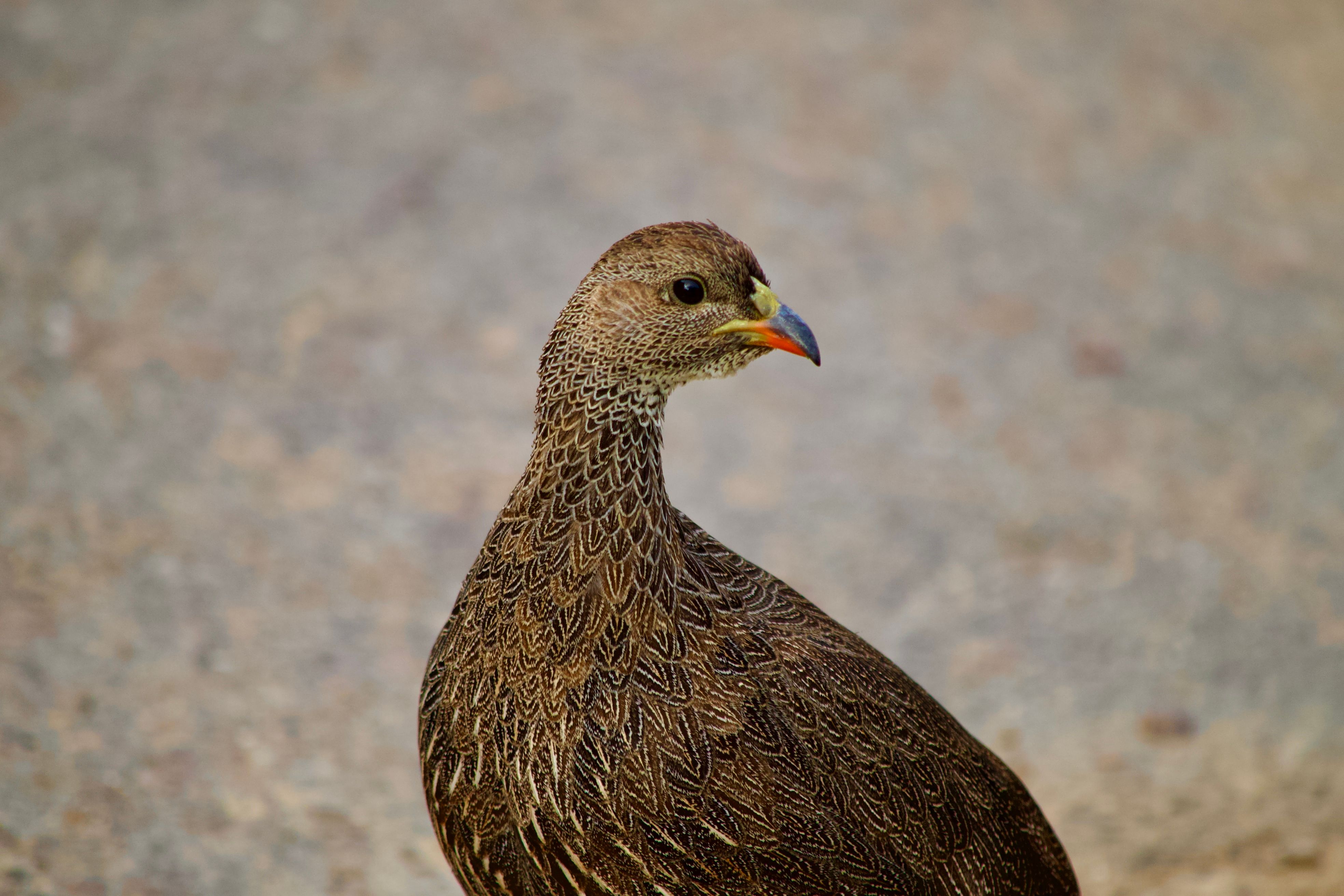 Close-up of a Spurfowl · Free Stock Photo