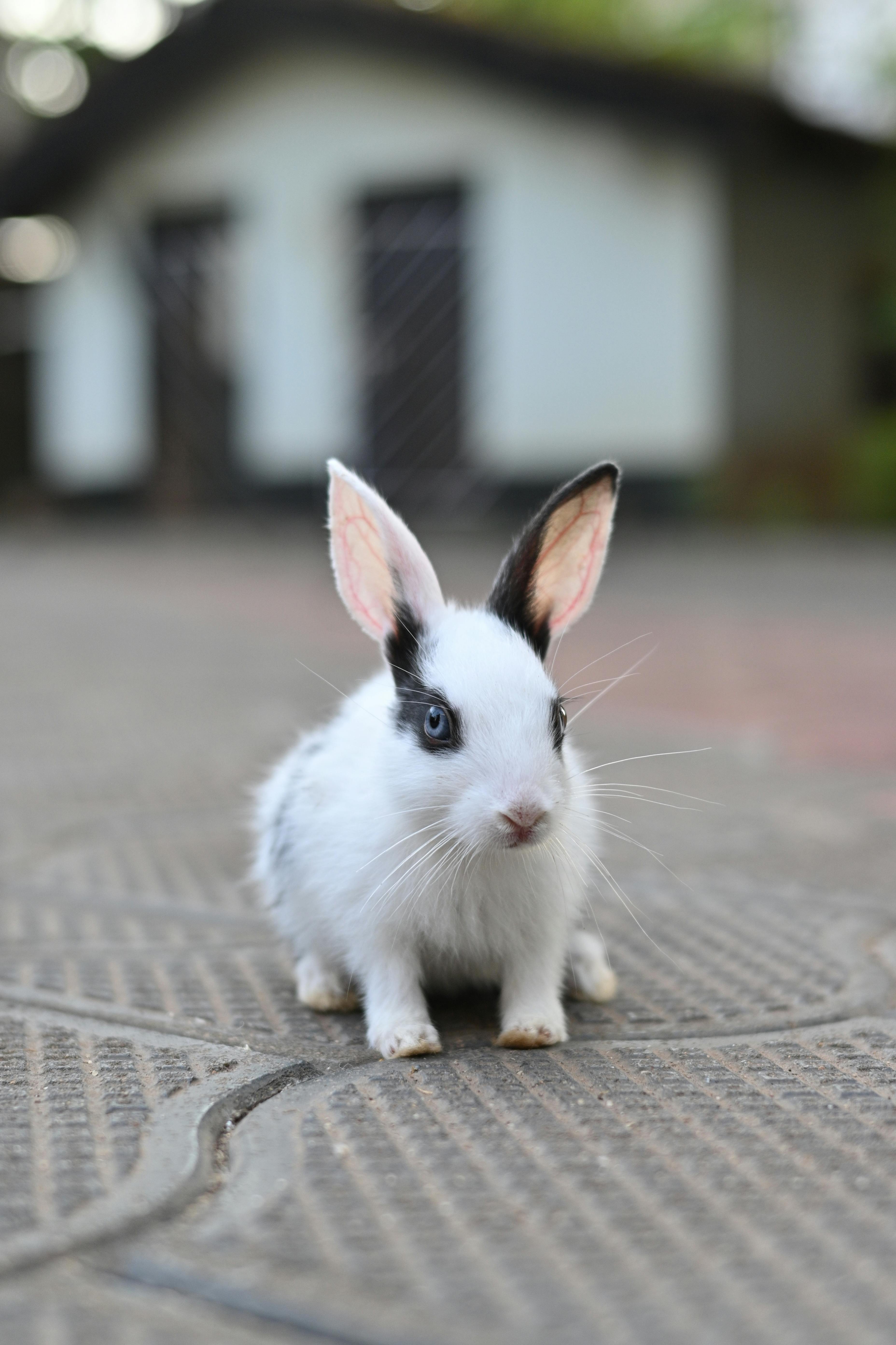 Photo of Rabbit · Free Stock Photo
