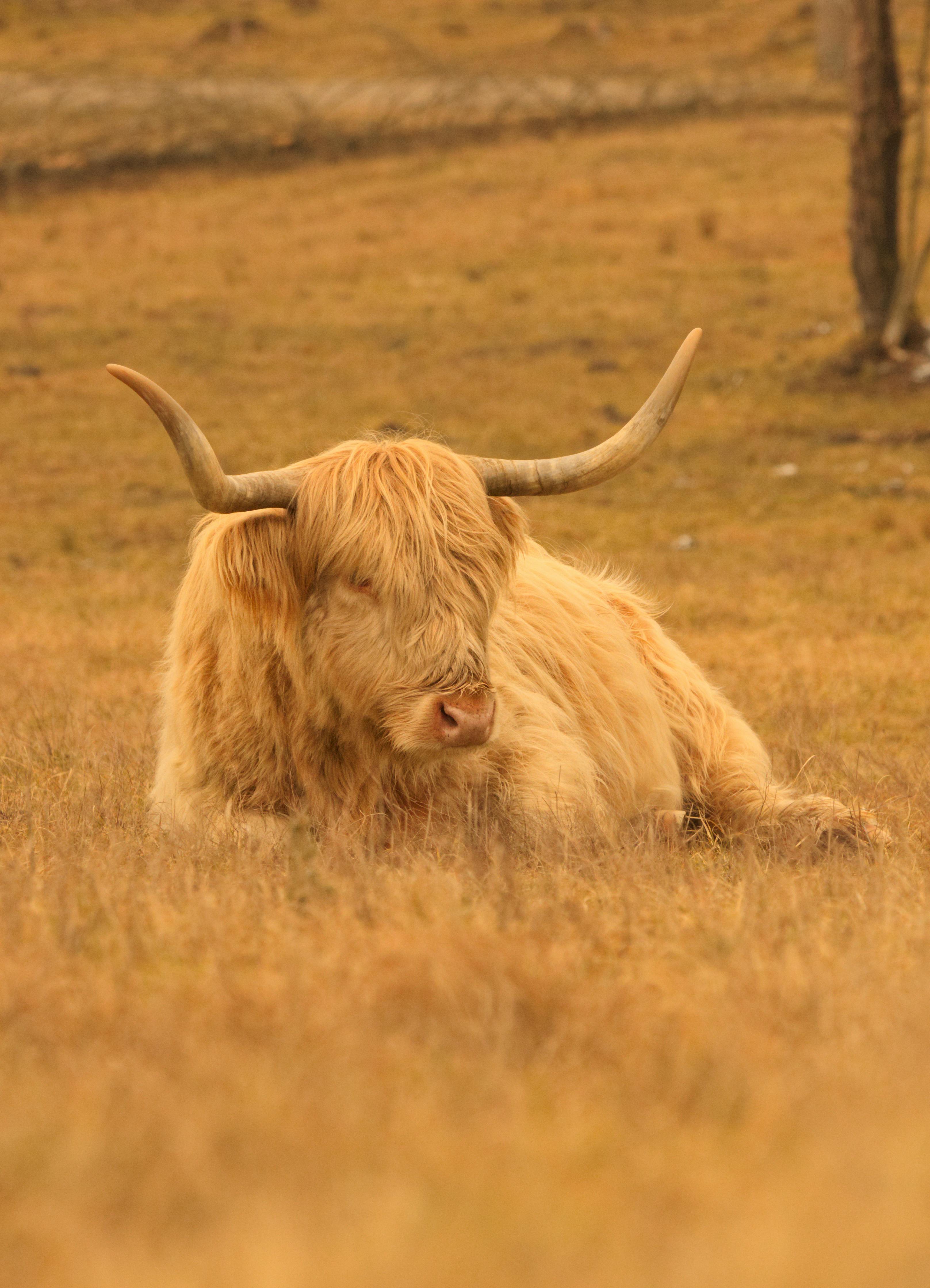 Grayscale Photo of Animal · Free Stock Photo