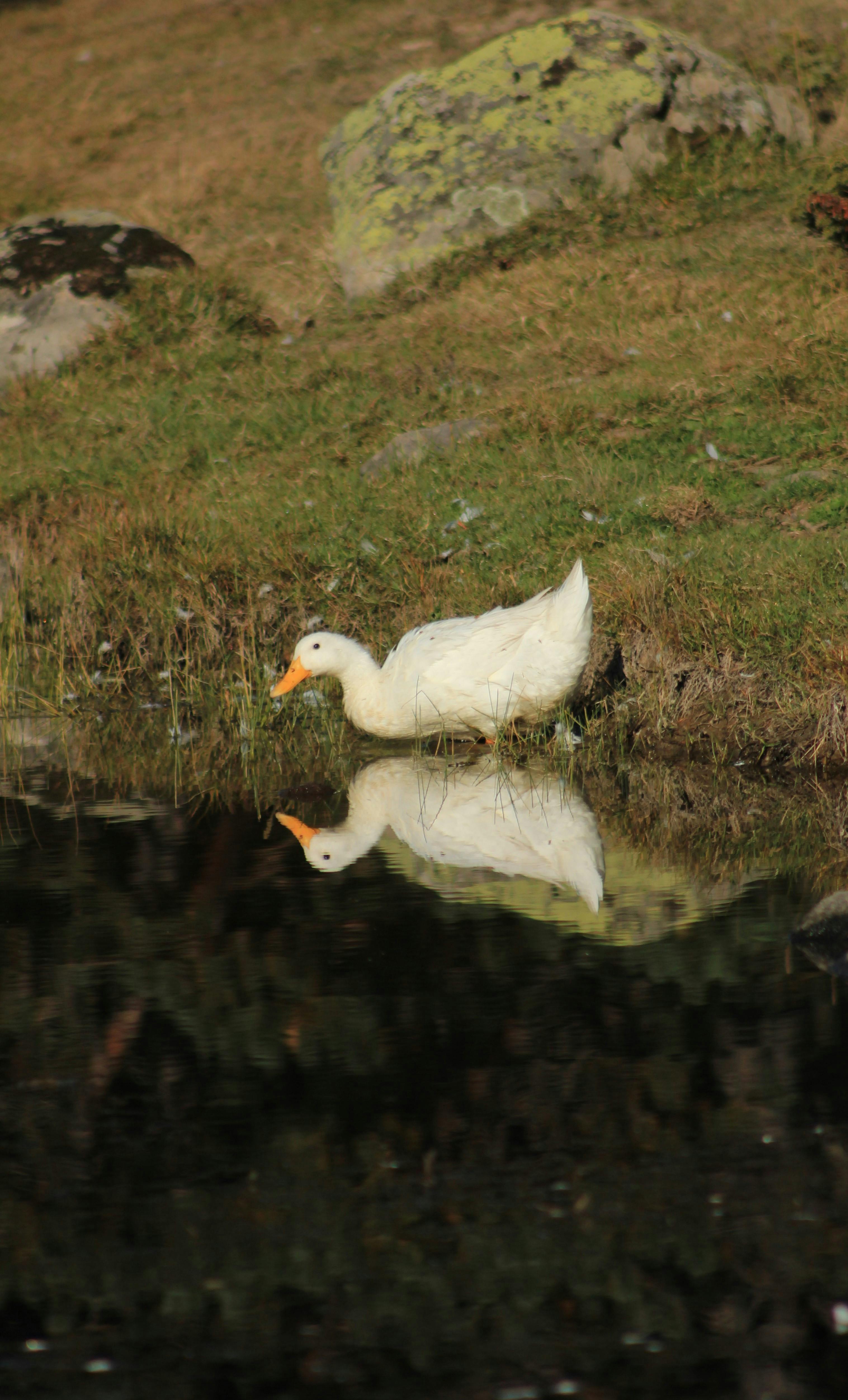 White Duck Reflection on Lakeshore · Free Stock Photo