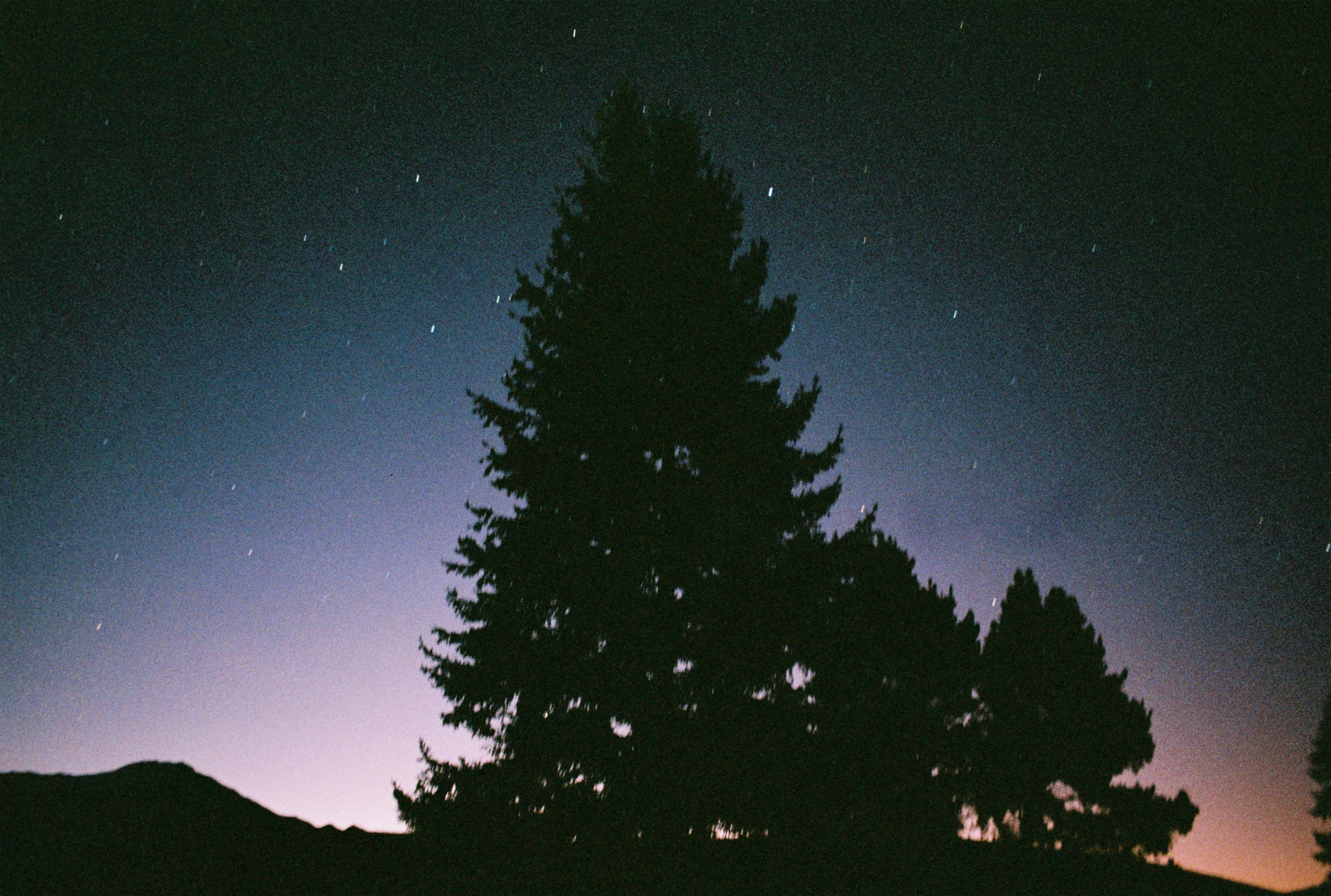 Trees Under Starry Night Sky · Free Stock Photo
