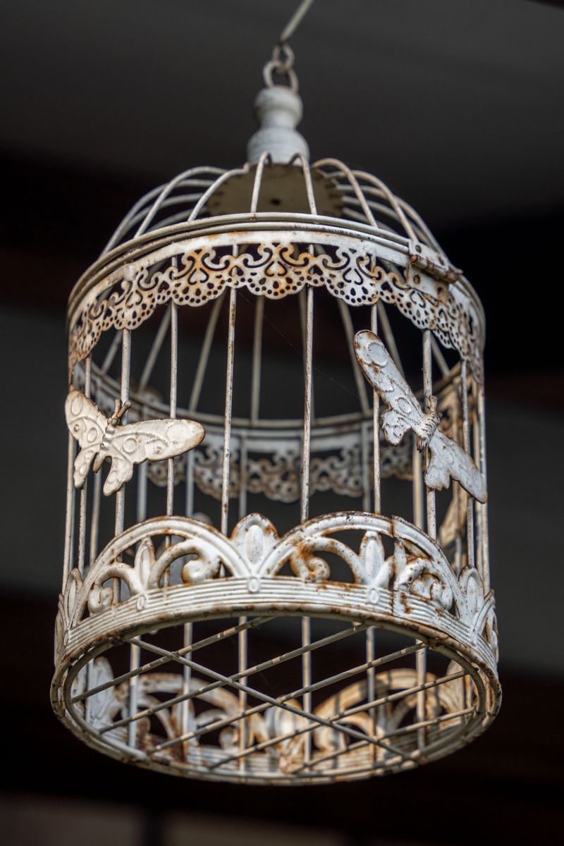 Cage Photos, Download The BEST Free Cage Stock Photos & HD Images