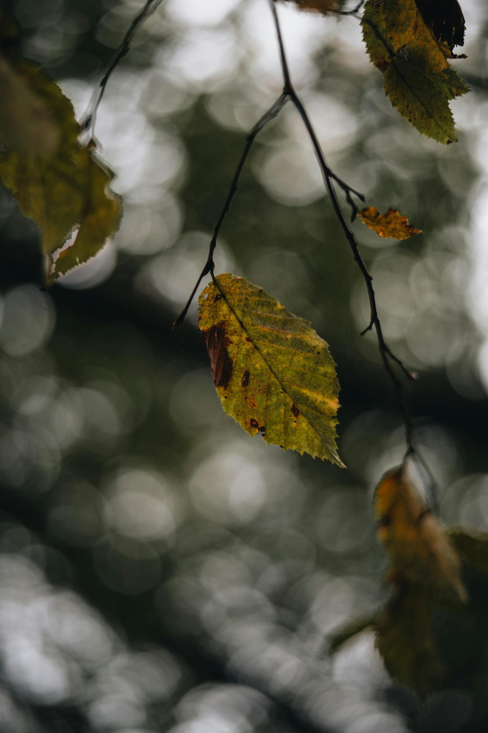Autumn Tree Photos, Download The BEST Free Autumn Tree Stock Photos ...