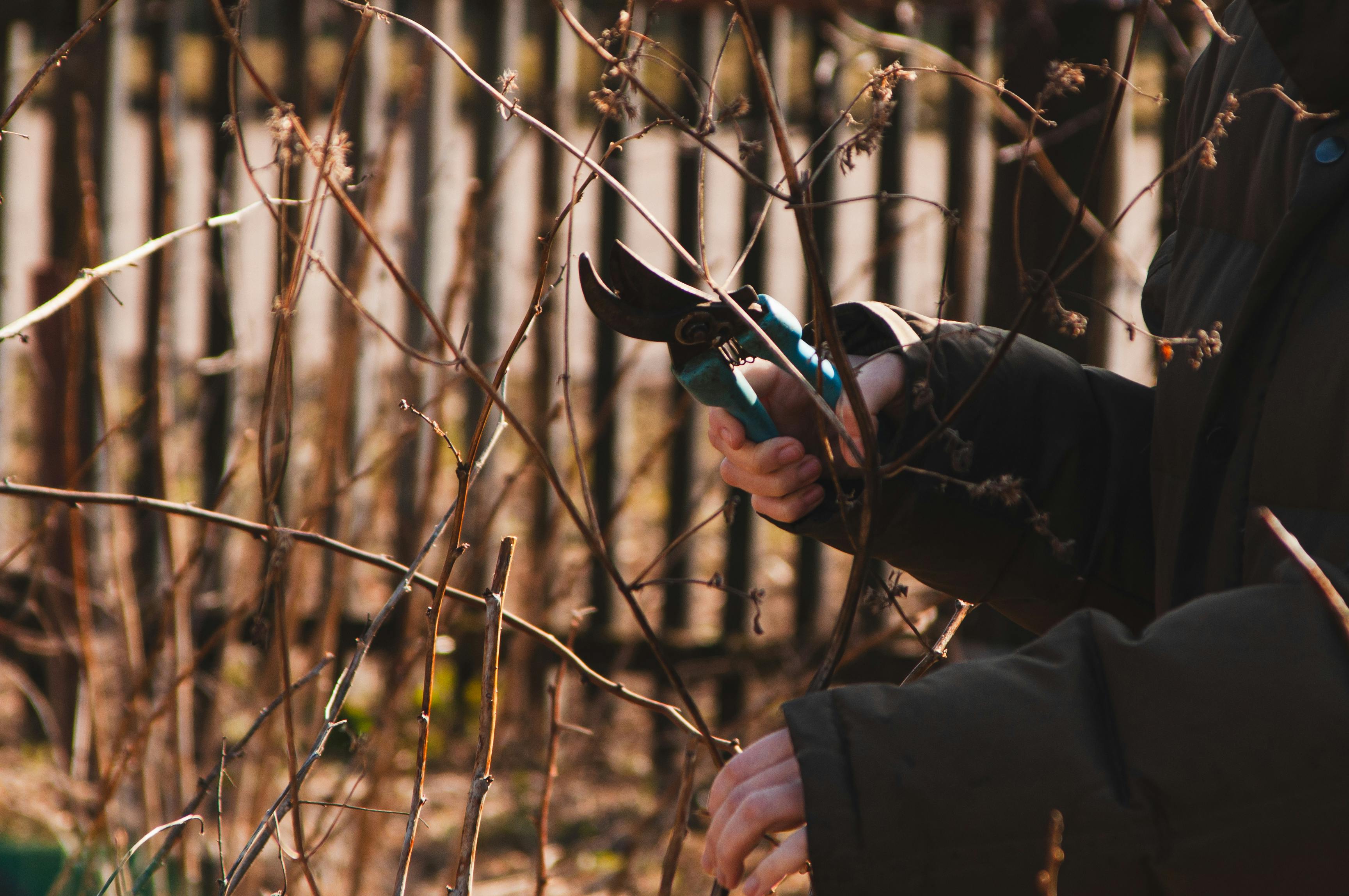 Close-up of a Person Cutting Shrub Branches with a Pruner · Free Stock ...