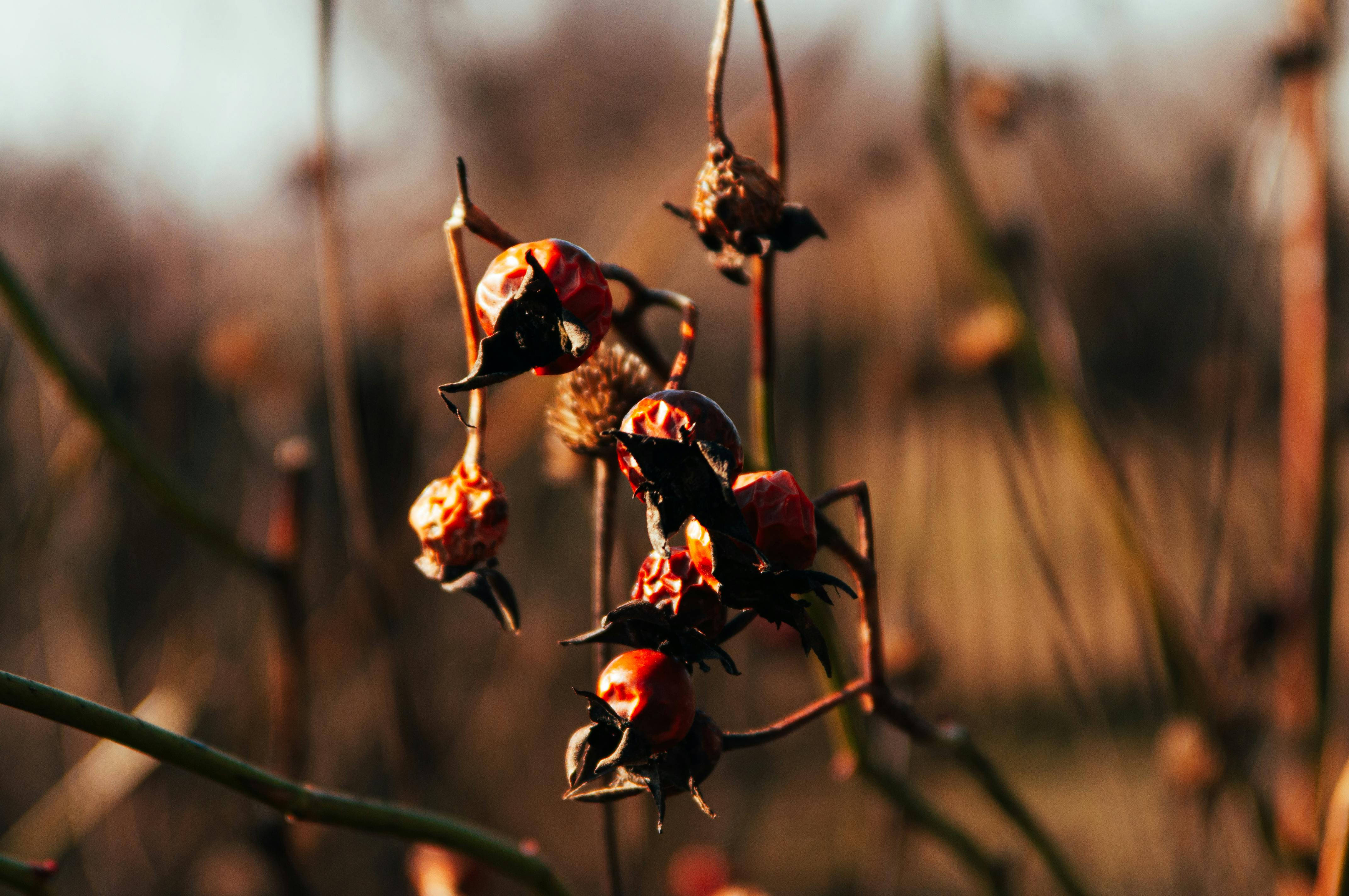Autumn Insect Photos, Download The BEST Free Autumn Insect Stock Photos ...