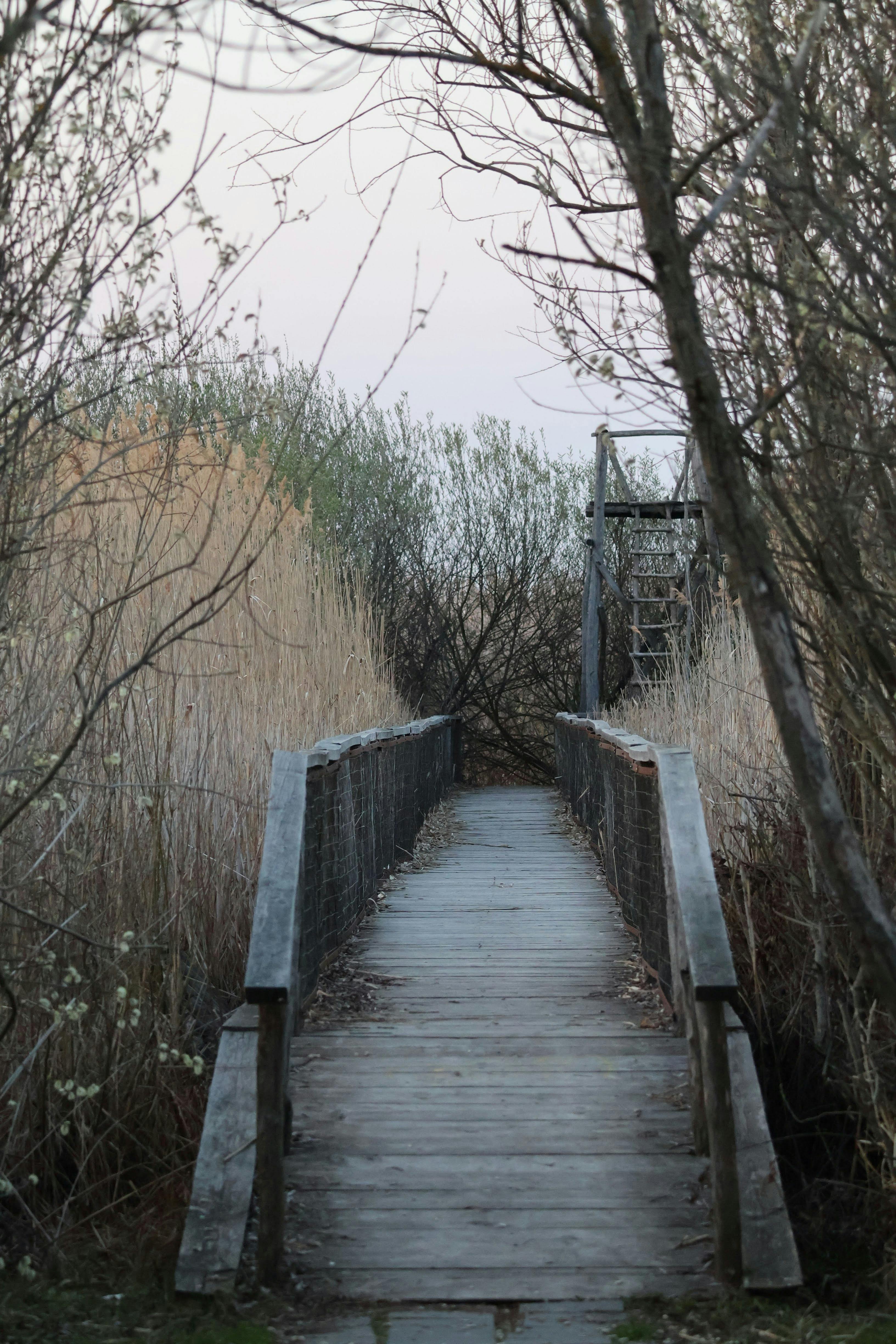 Brown Wooden Bridge Between Trees · Free Stock Photo