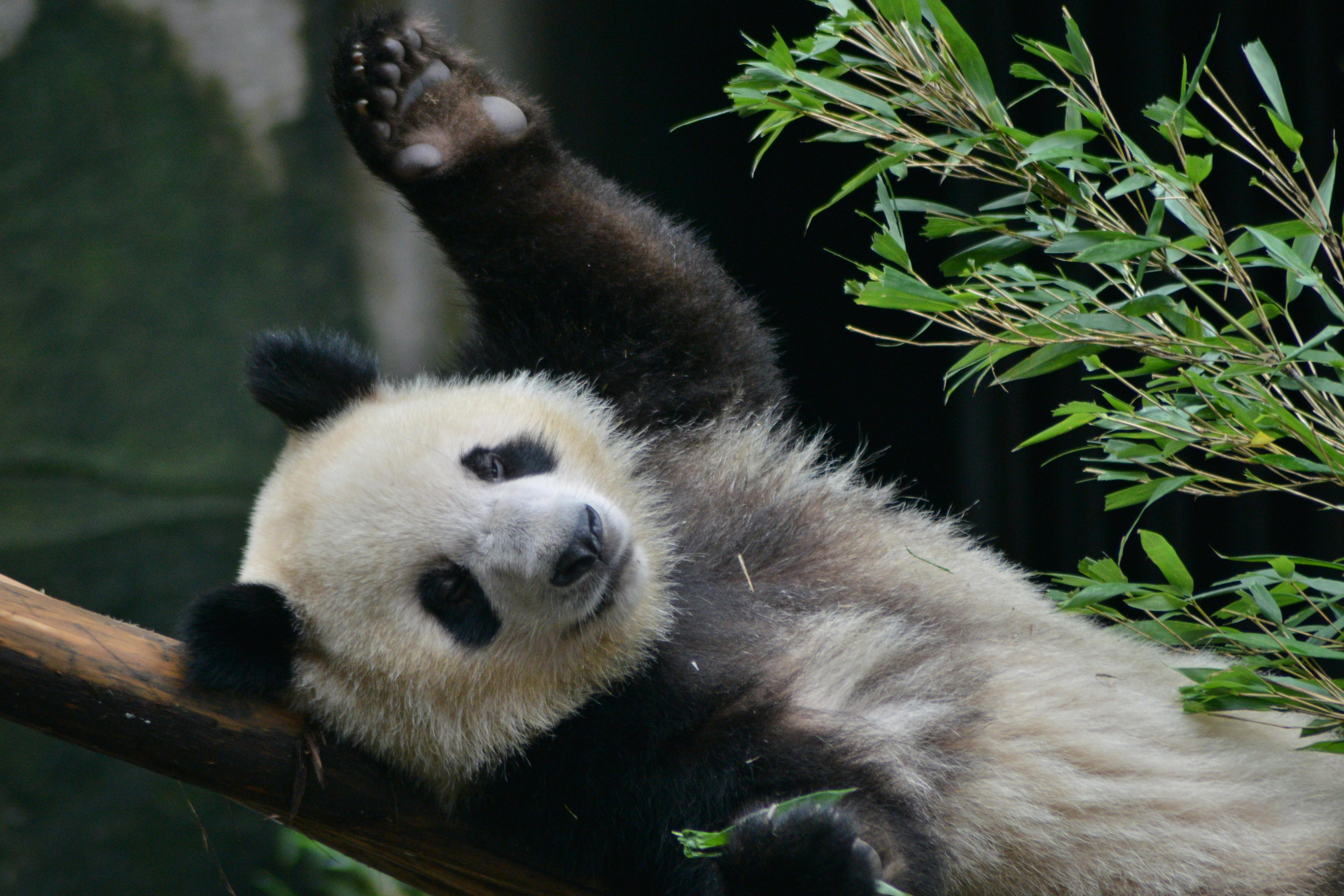 Panda Laying on a Tree · Free Stock Photo