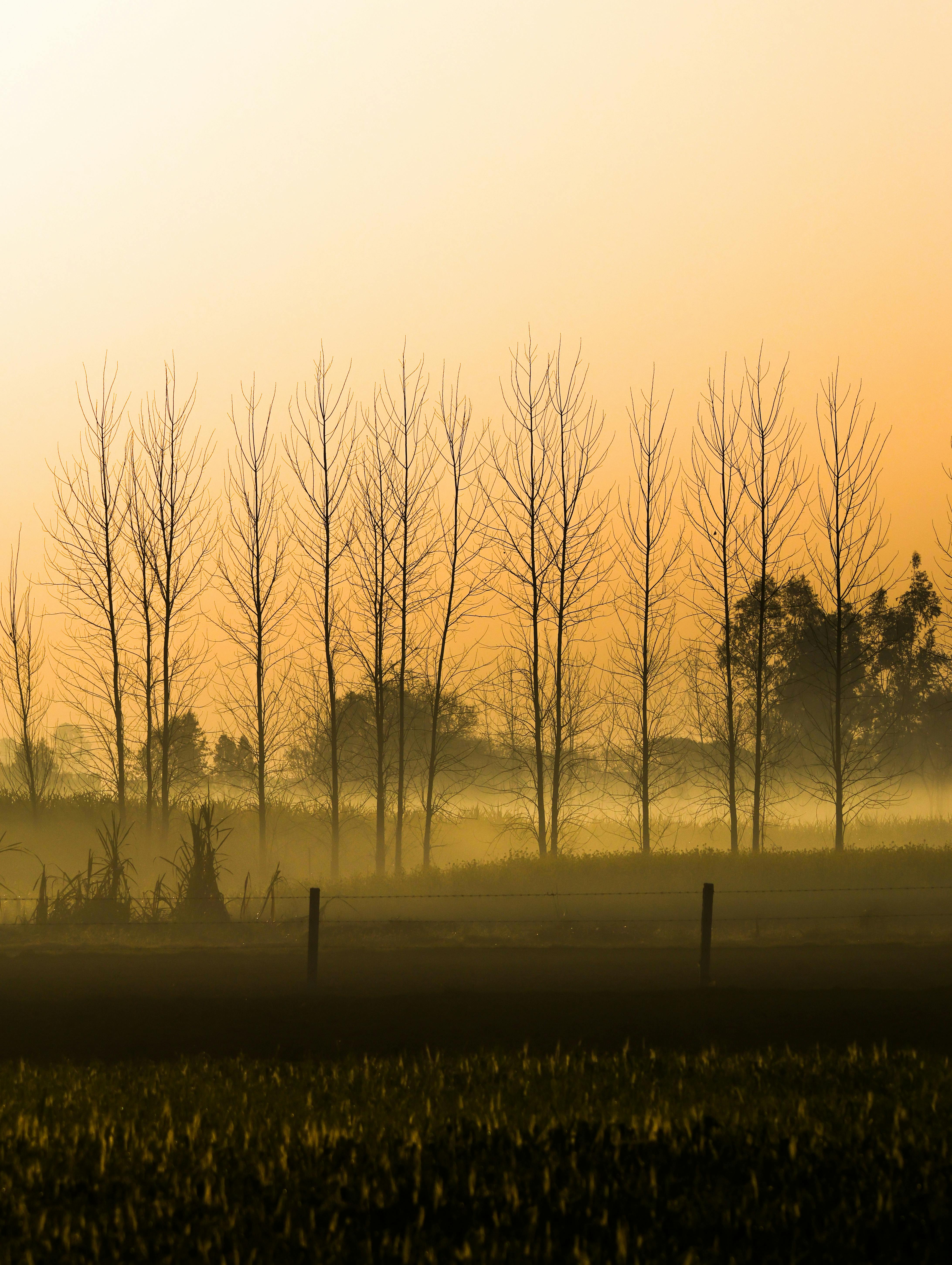 Fog over Field at Dusk · Free Stock Photo