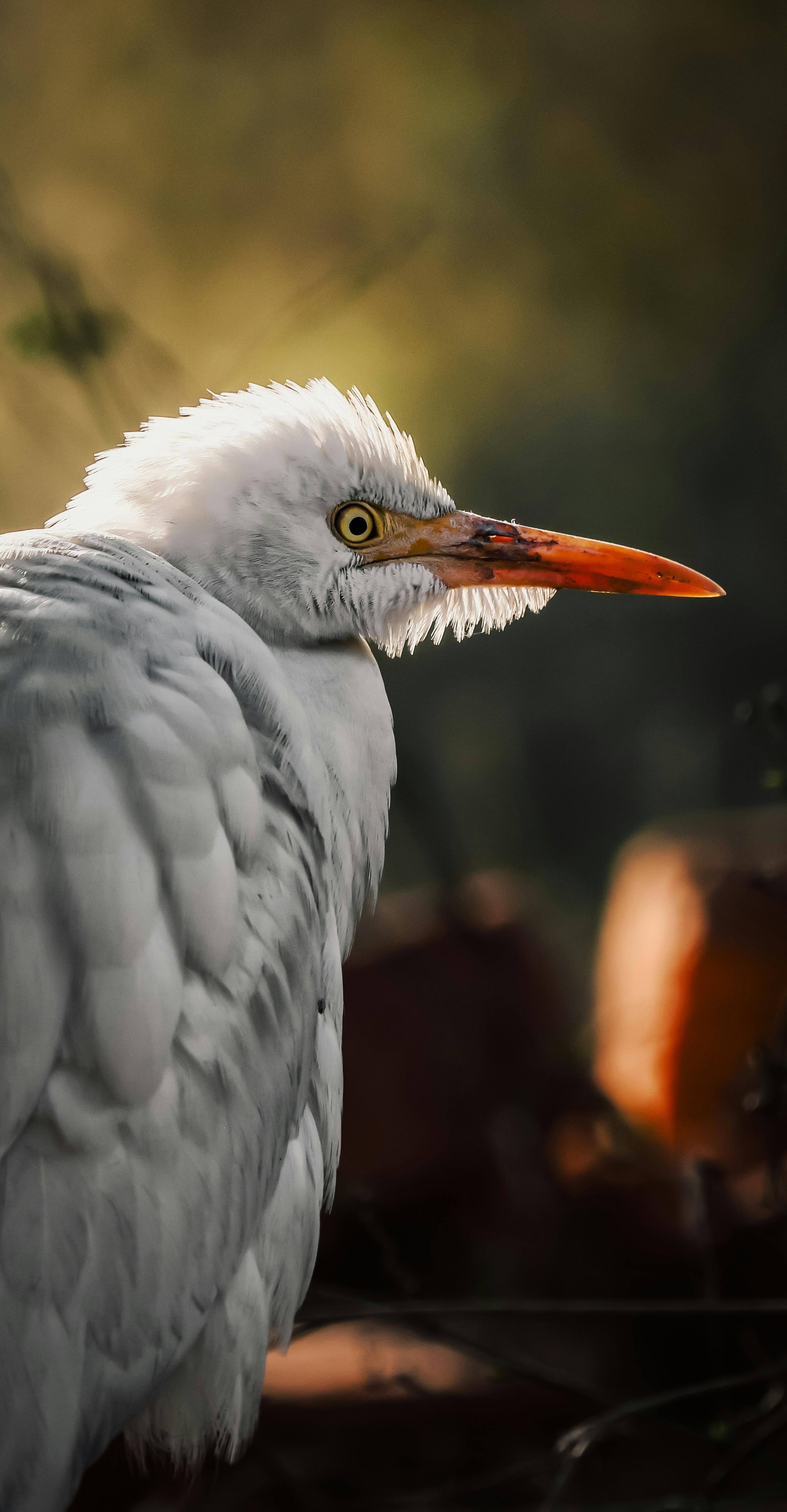 Profile Pics Photos, Download The BEST Free Profile Pics Stock Photos ...