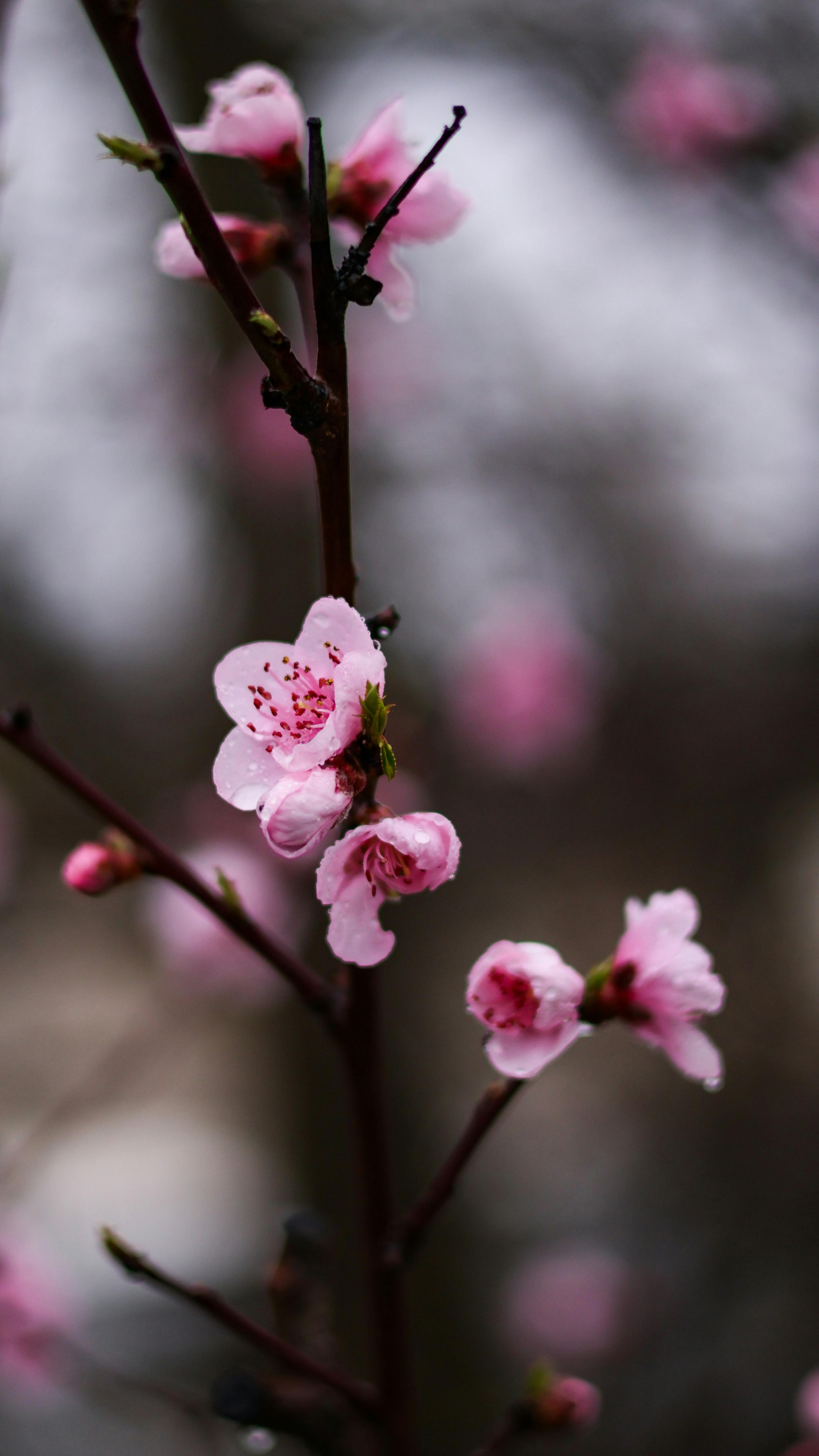 Peach Tree Flower Photos, Download The BEST Free Peach Tree Flower ...