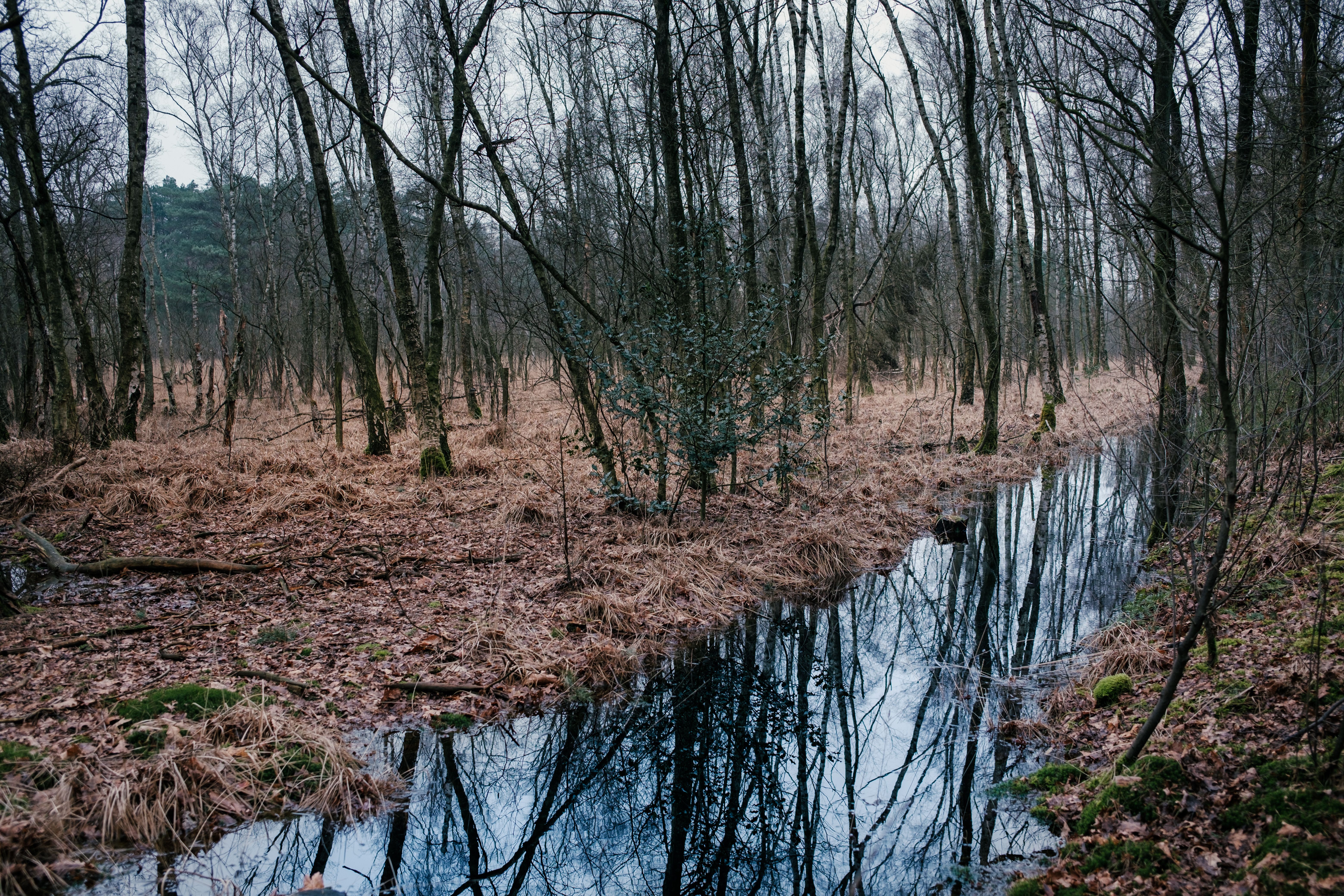 A small stream in the woods with trees and water · Free Stock Photo