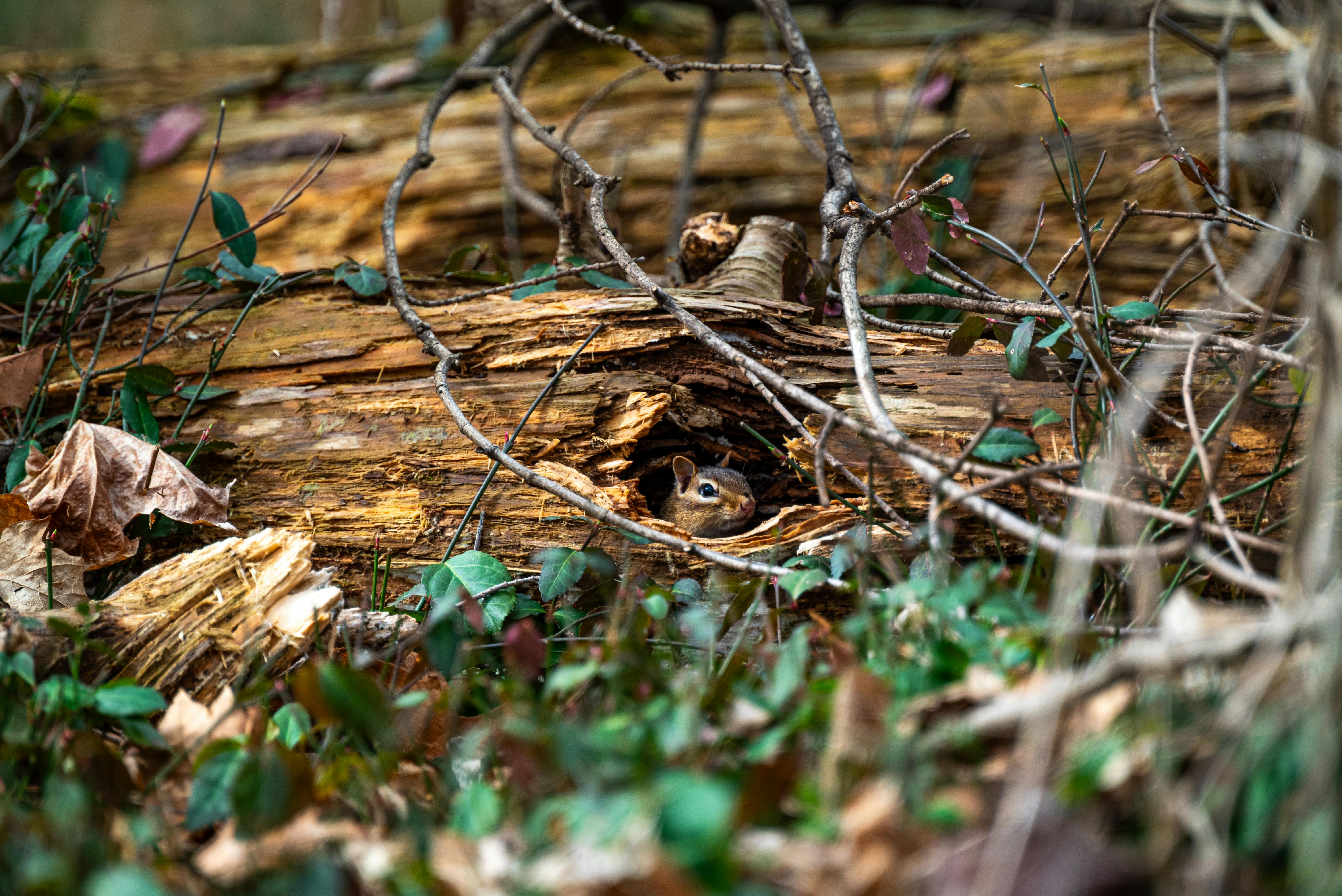 Chipmunk Hiding in Dead Tree · Free Stock Photo