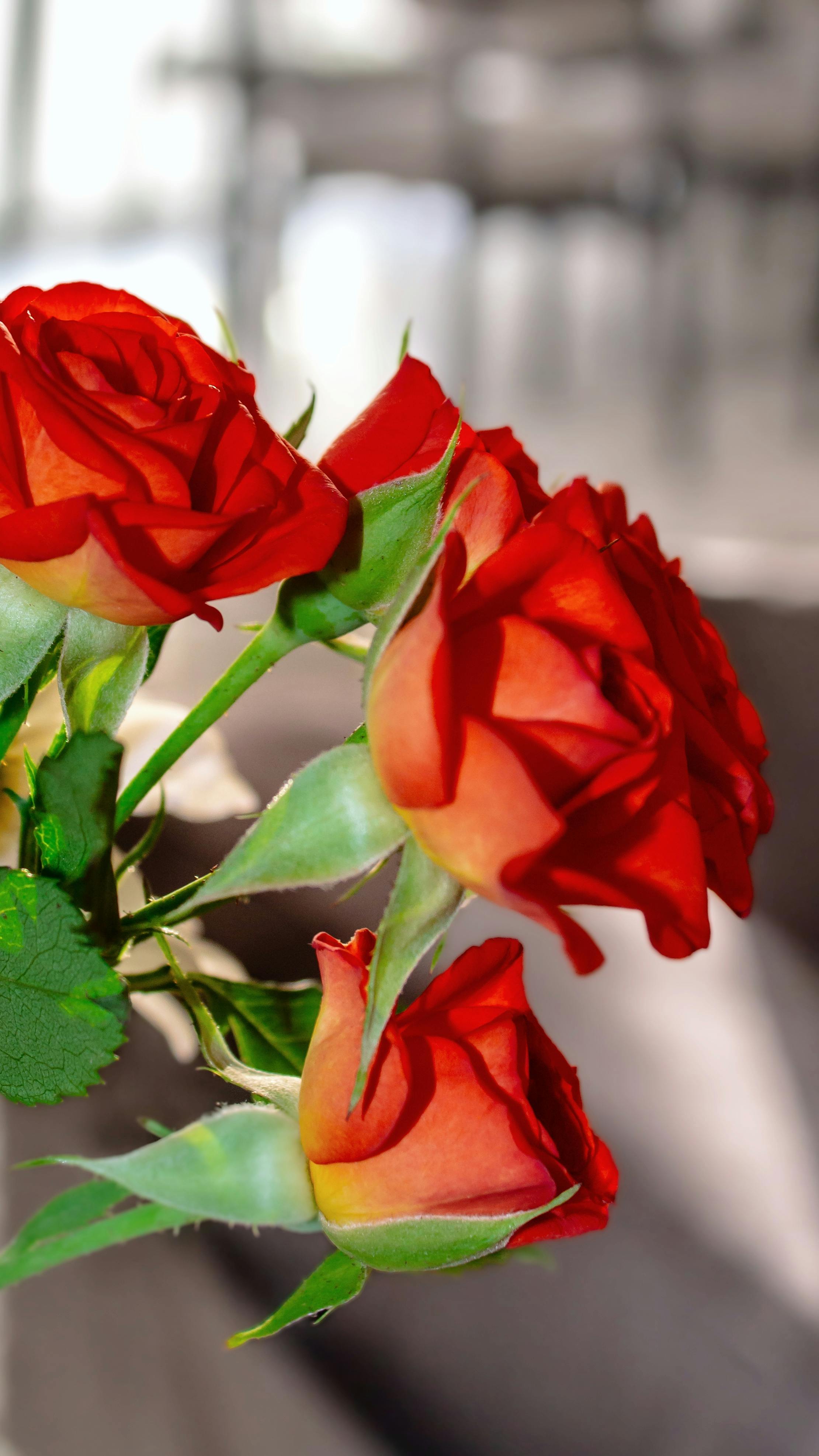 Red Blooming Roses · Free Stock Photo