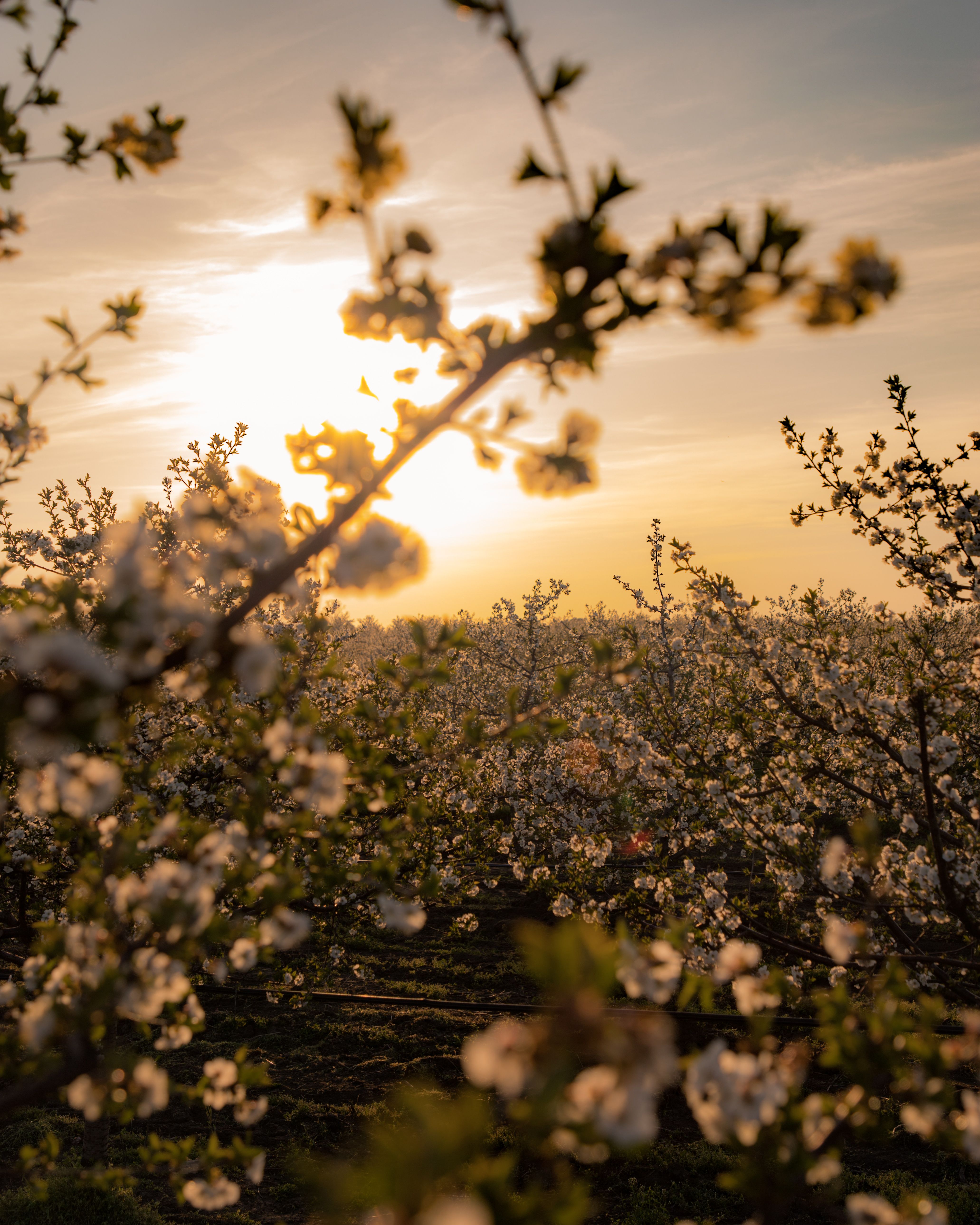 Fields of cherry blossoms during a golden hour (Jovan Vasiljević ...