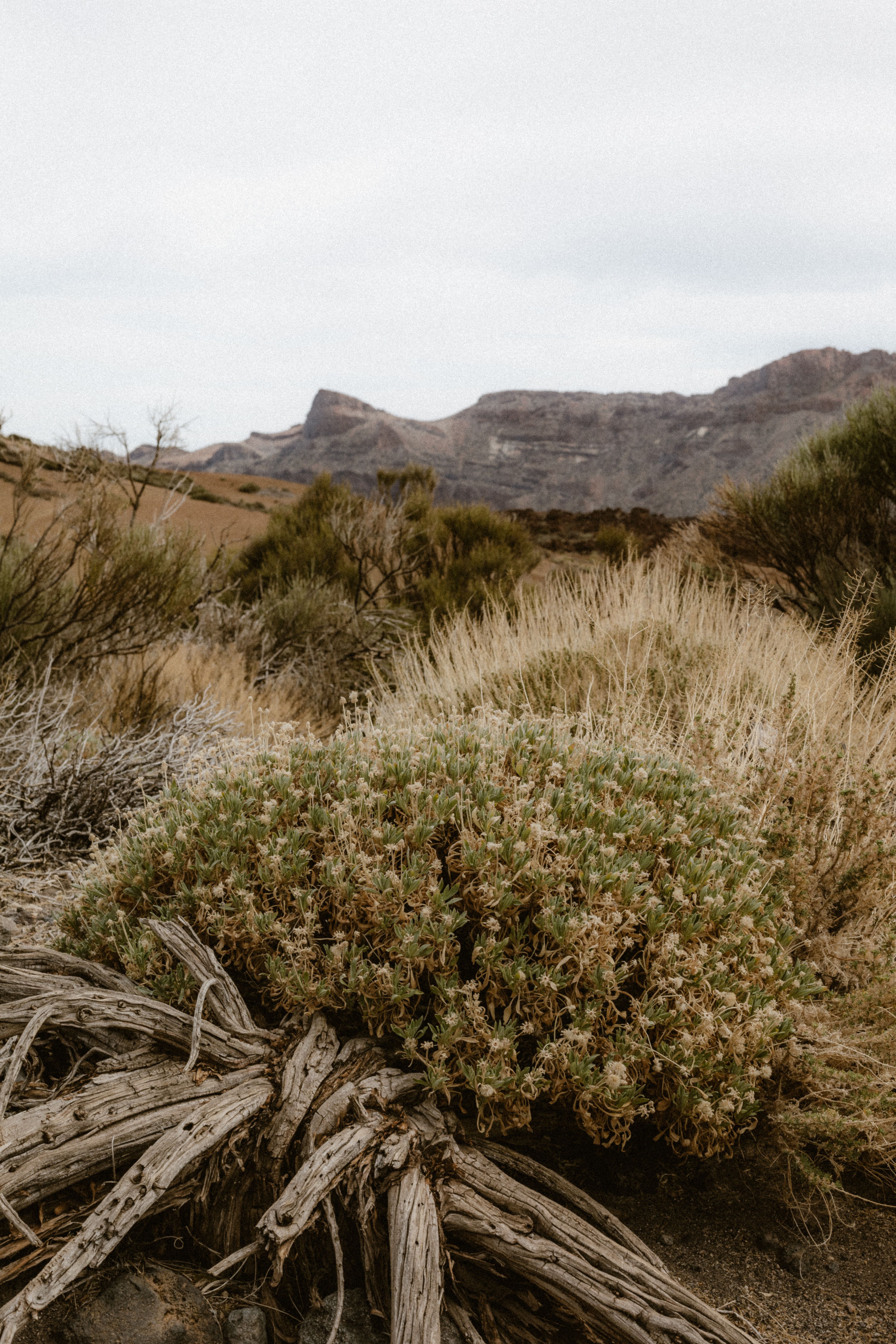 Scrubby Plants Photos, Download The BEST Free Scrubby Plants Stock ...