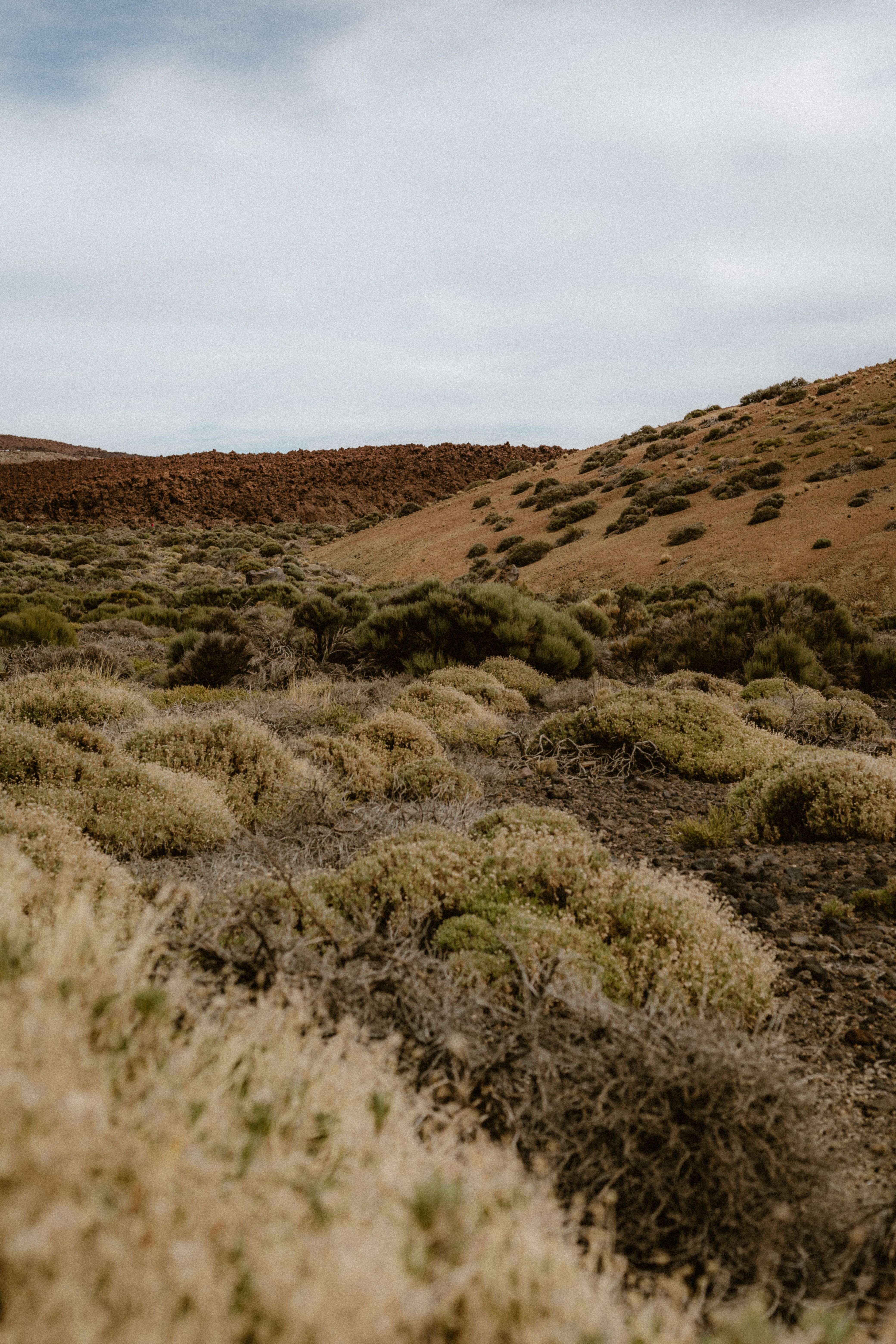Wild Hills with Bushes · Free Stock Photo