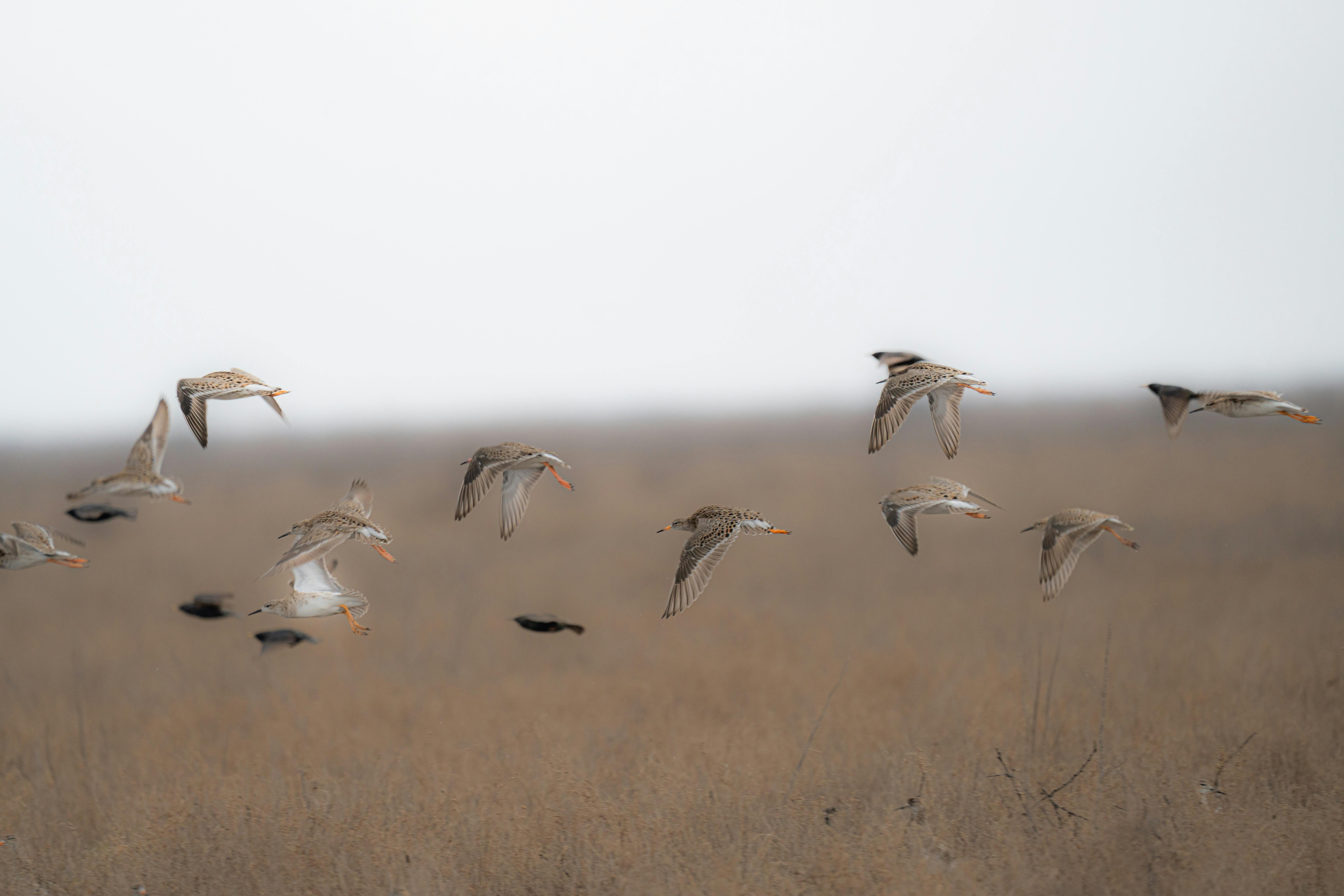Flock of Ruffs in Flight · Free Stock Photo