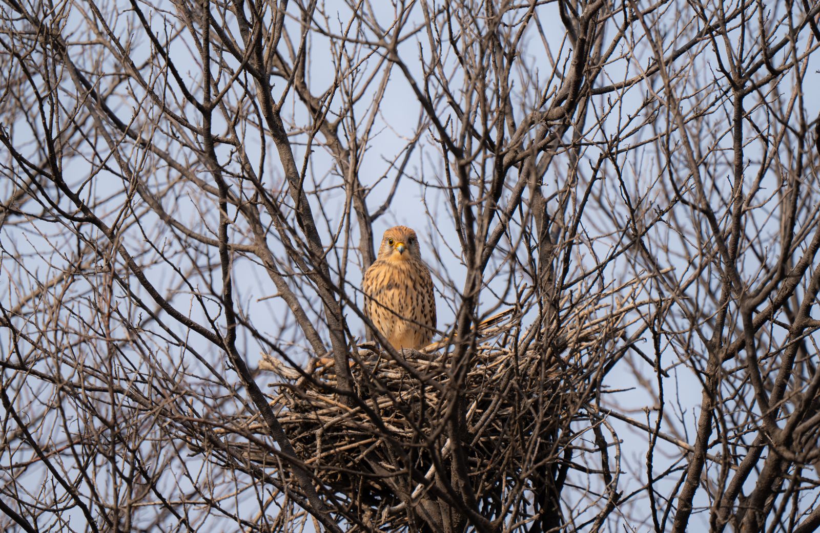 Falcon Nest Photos, Download The BEST Free Falcon Nest Stock Photos ...