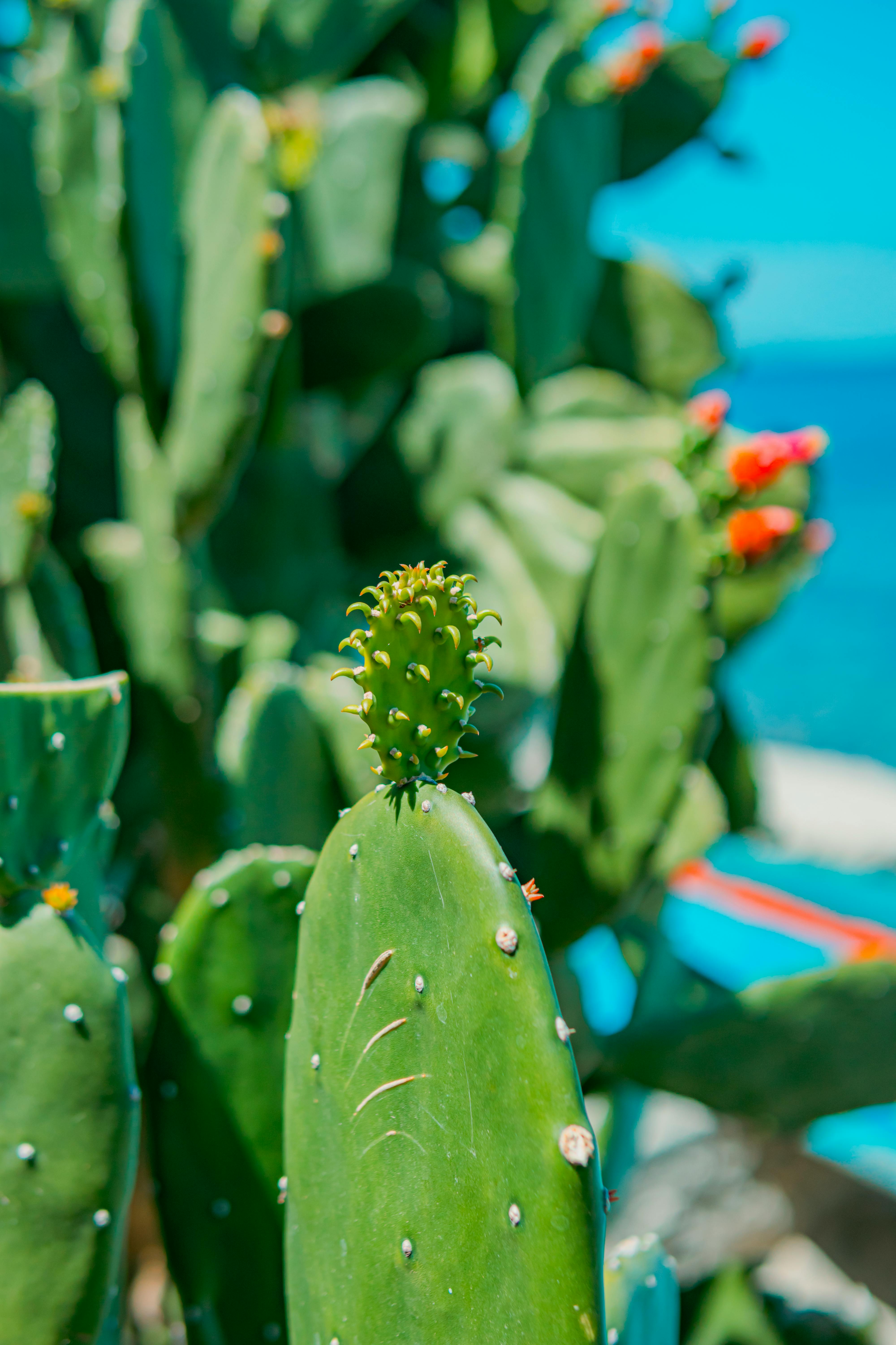 Spiky cactus growing in sunny exotic park · Free Stock Photo