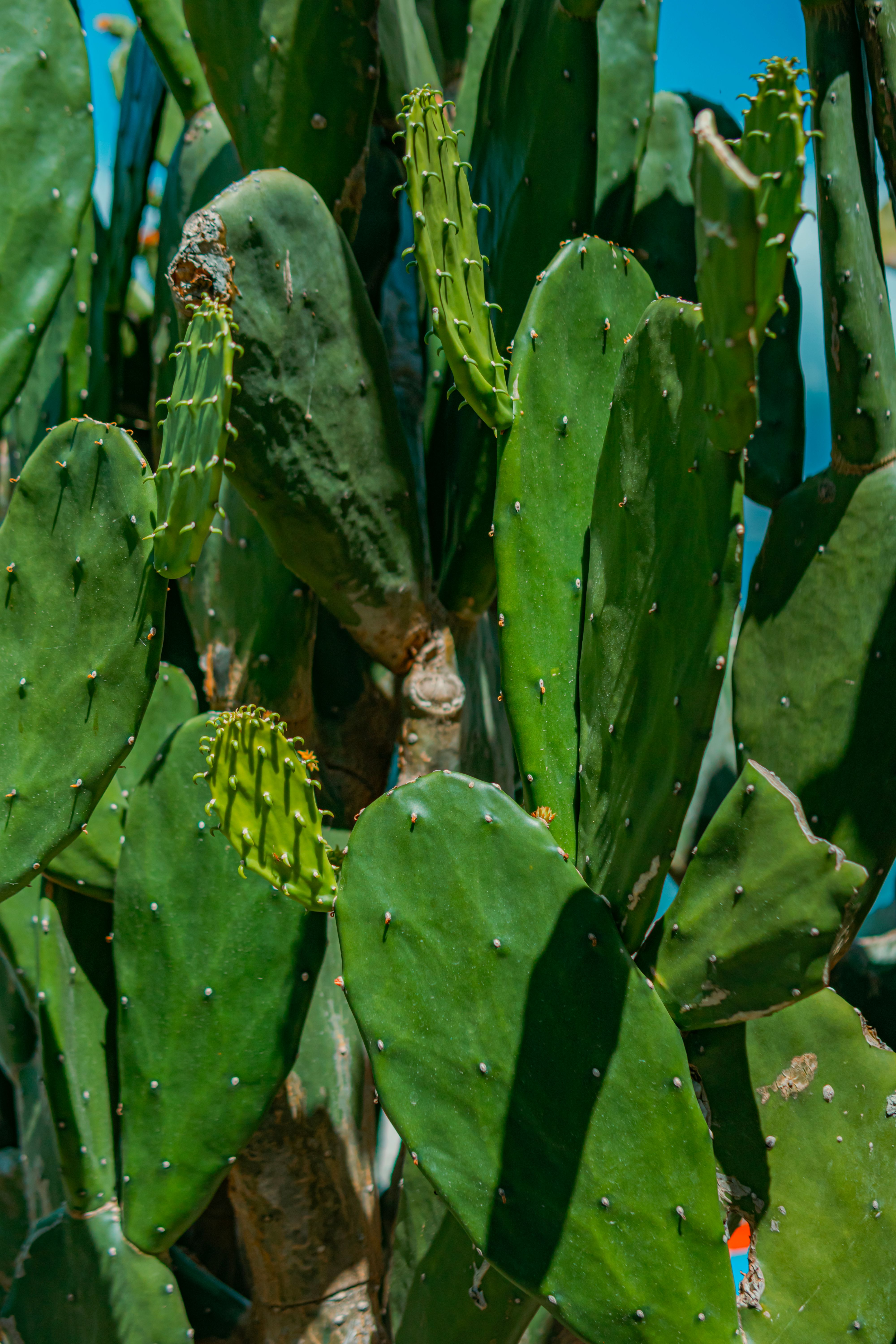 Green Cactus Pads · Free Stock Photo